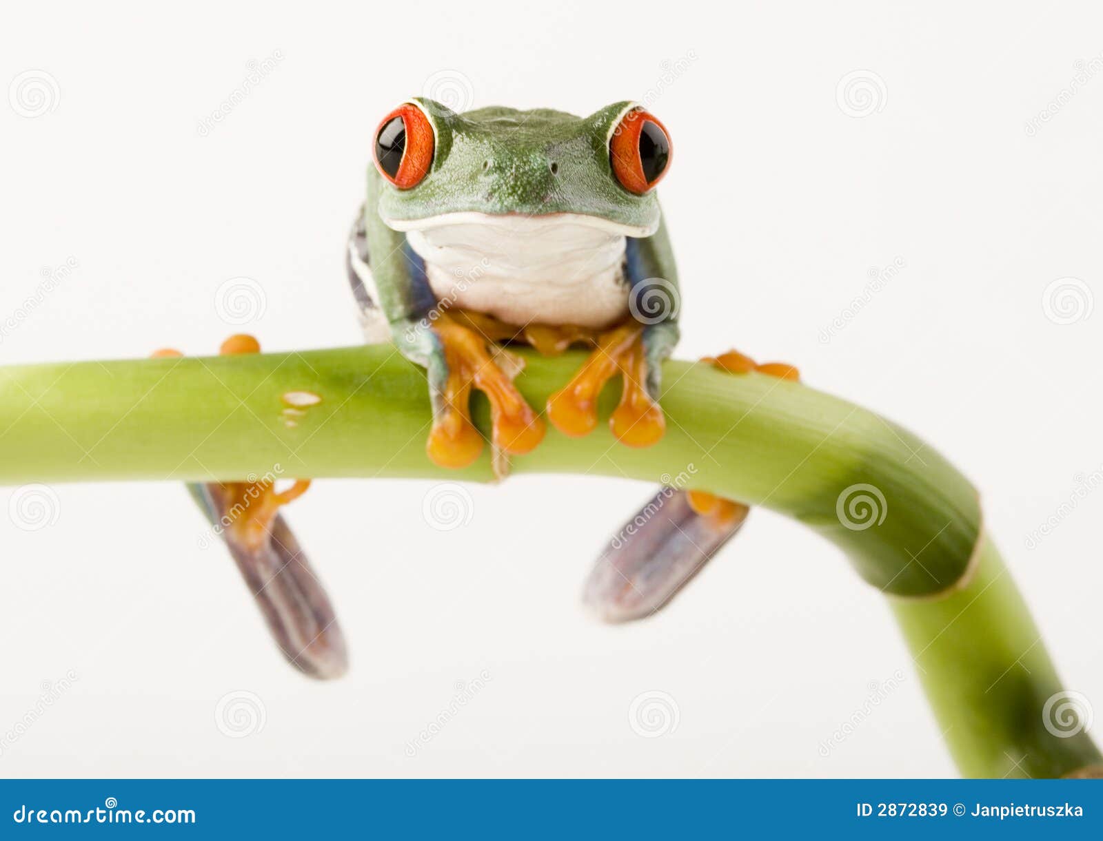 Rana imagen de archivo. Imagen de cubo, colores, rana - 2872839