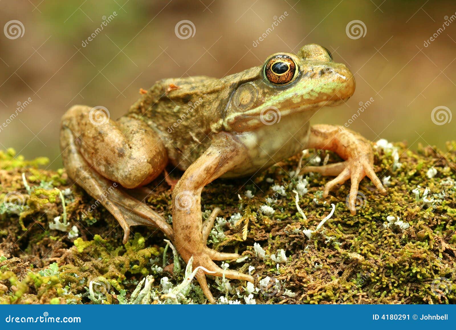 Rana imagen de archivo. Imagen de fauna, animal, pies - 4180291