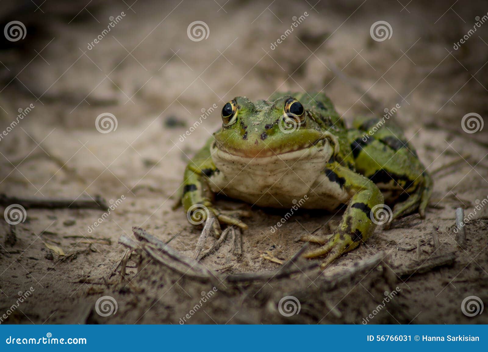 Rana imagen de archivo. Imagen de ranas, término, grupo - 56766031