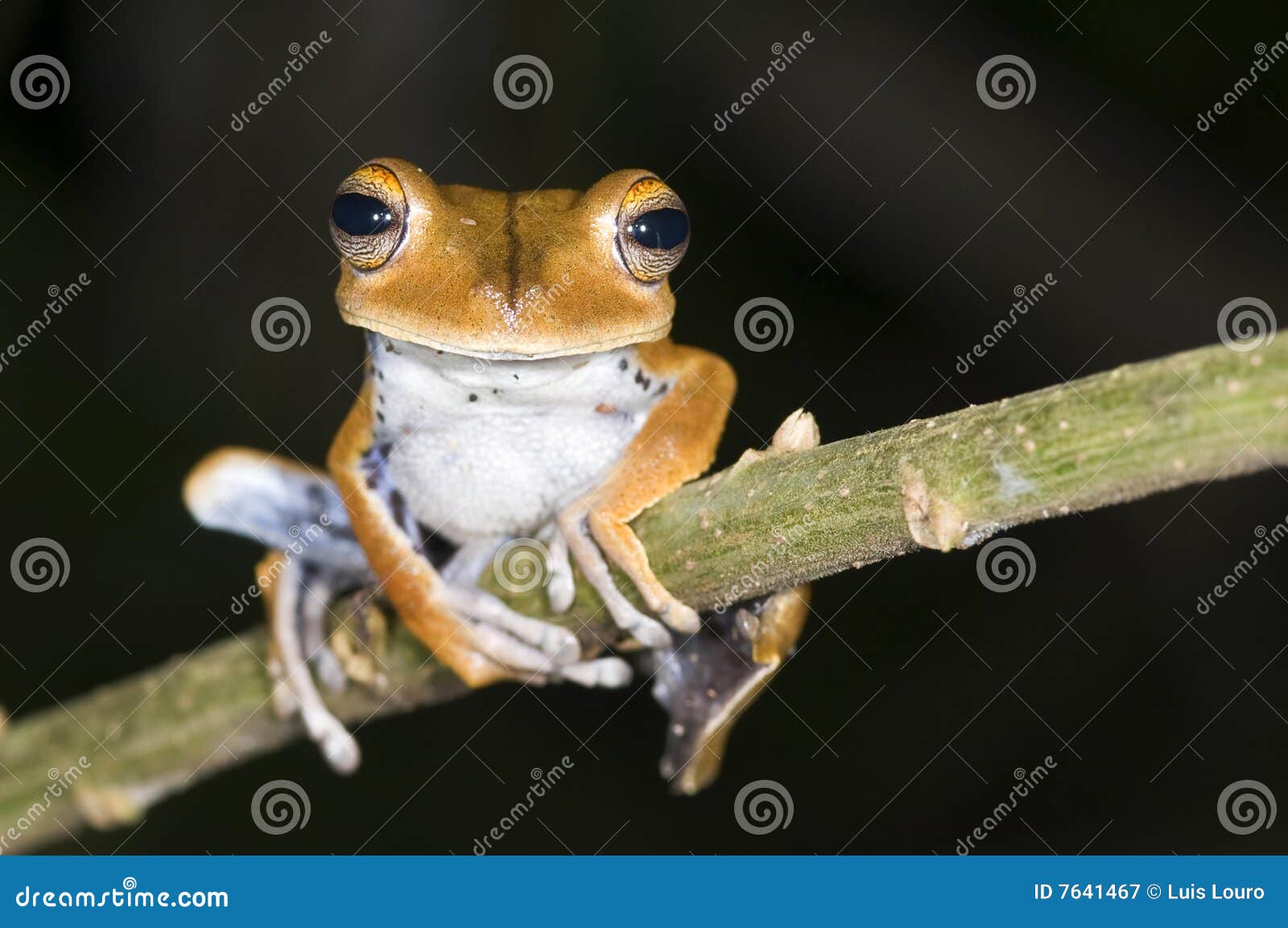 Rana imagen de archivo. Imagen de ecosistema, amazonas - 7641467