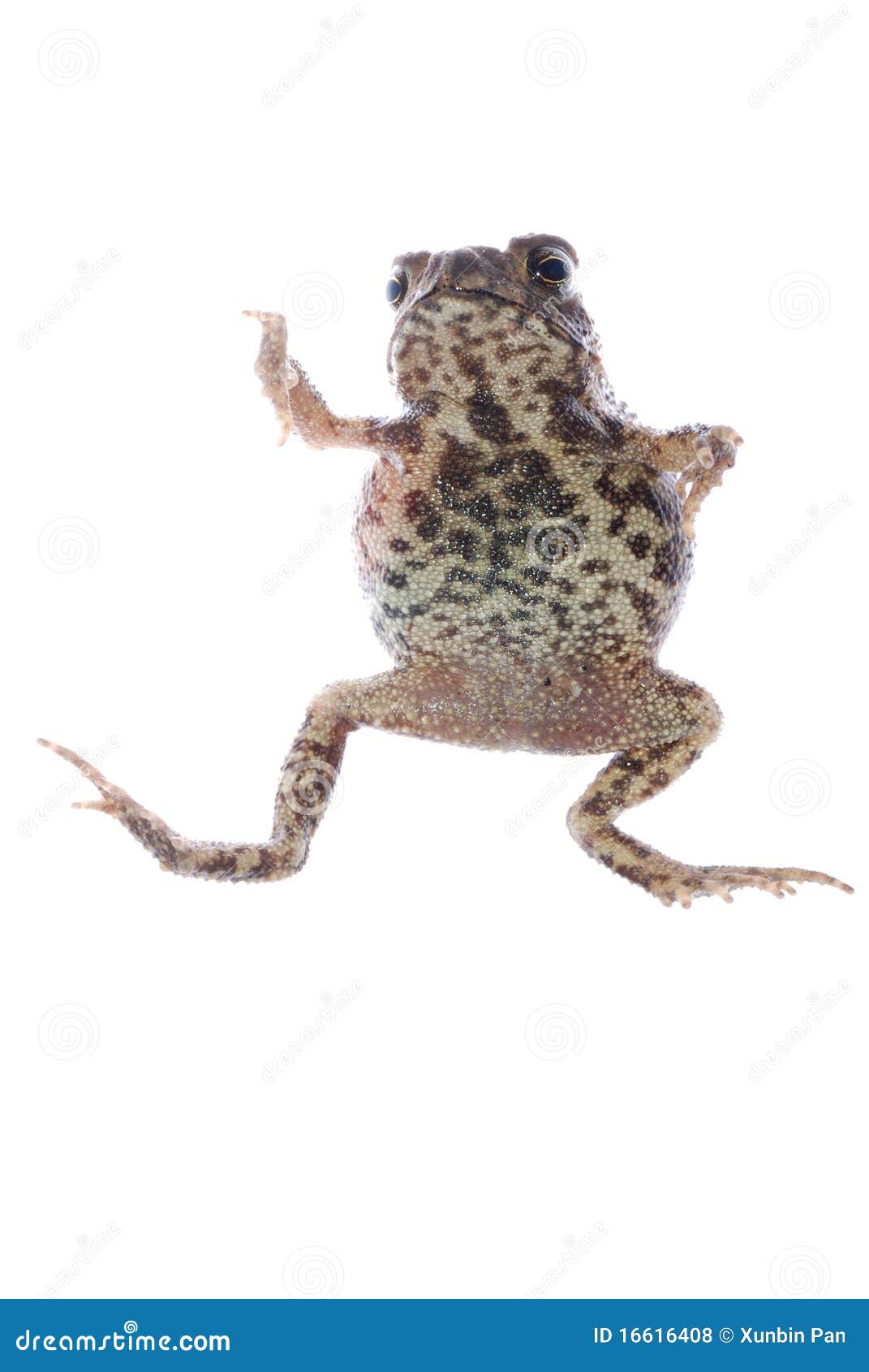 Rana animal del sapo foto de archivo. Imagen de travieso - 16616408