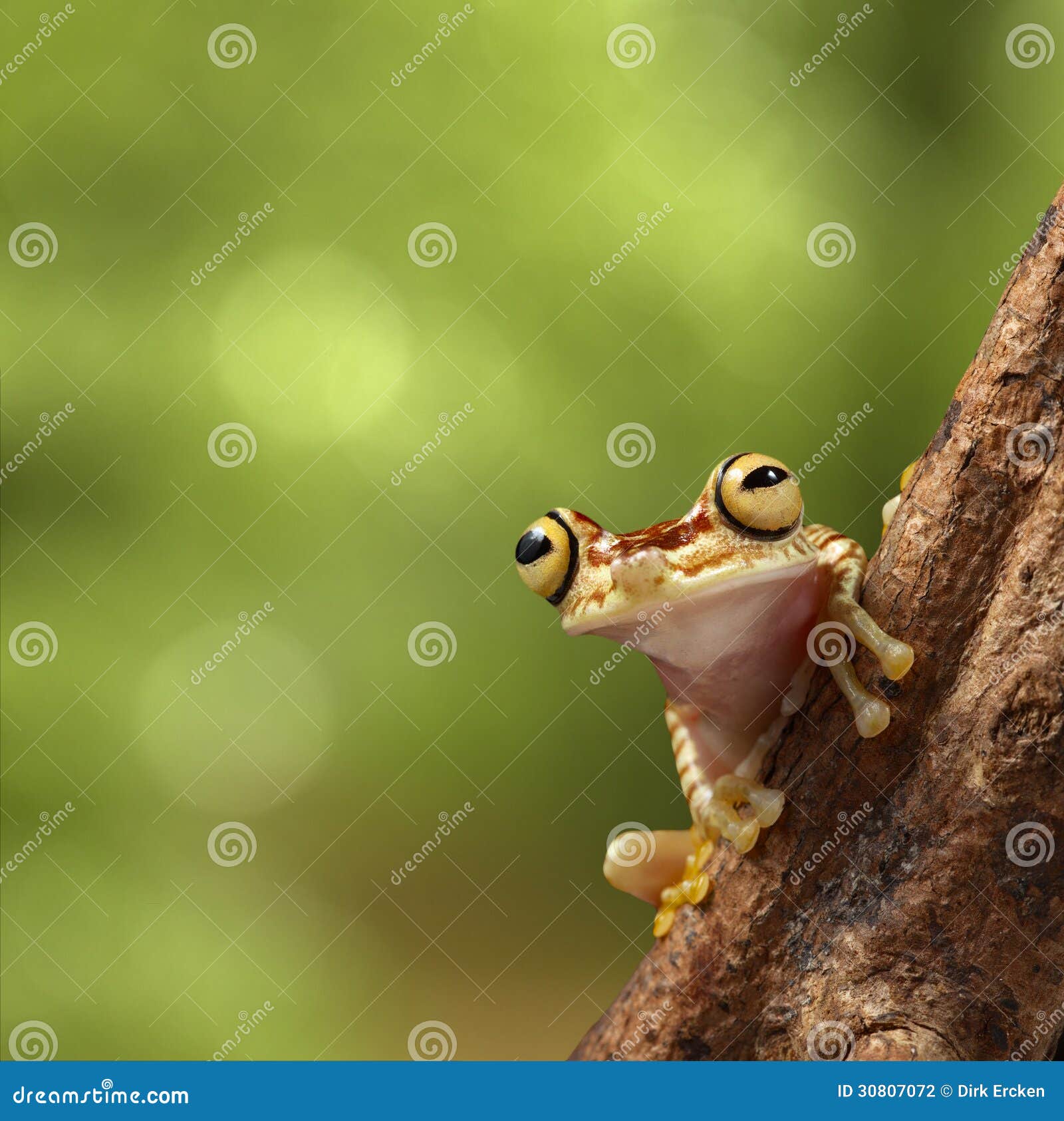 Rana arbórea tropical foto de archivo. Imagen de ojos - 30807072