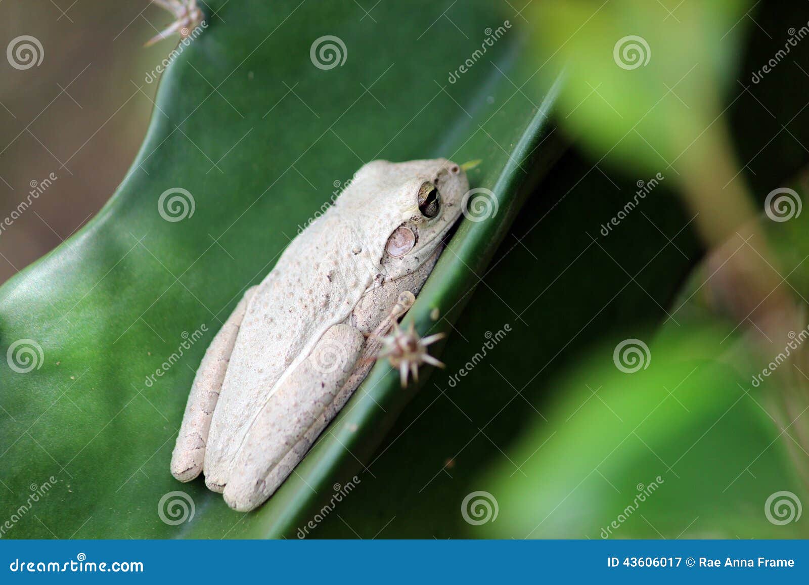 Rana Arbórea Cubana Blanca Foto de archivo - Imagen: 43606017