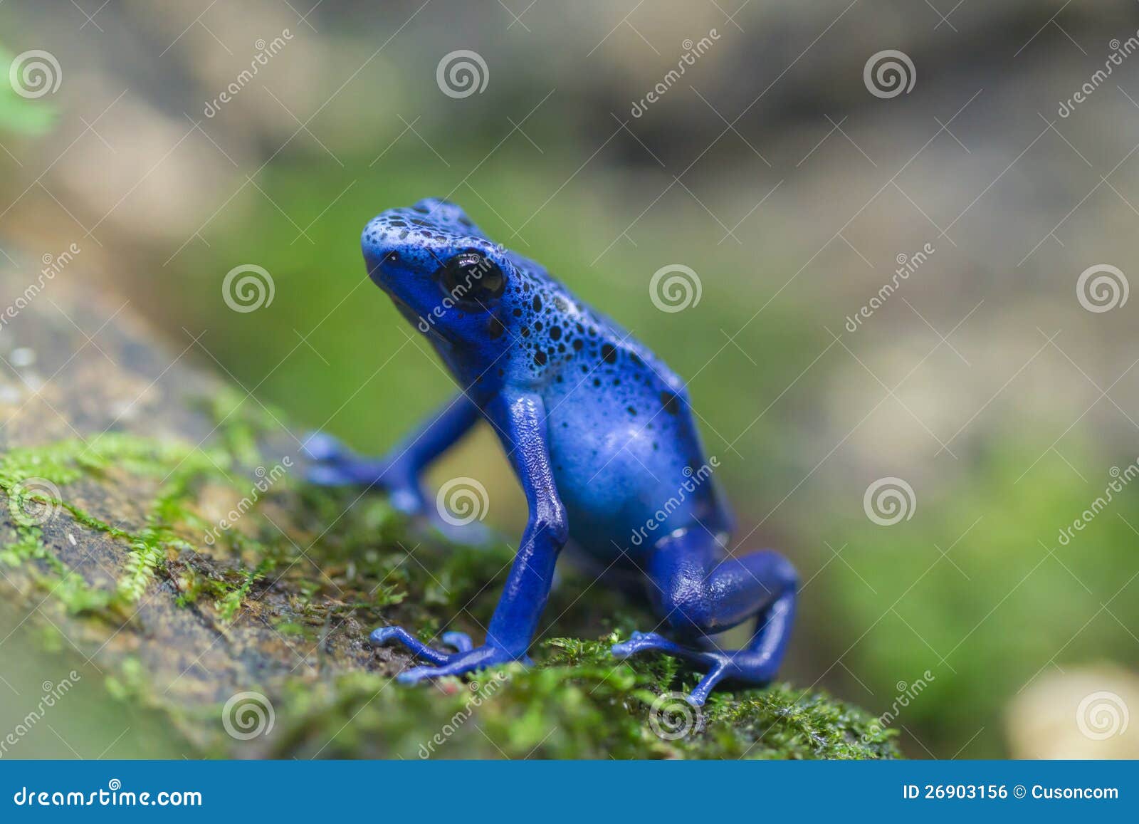 Rana azul foto de archivo. Imagen de deslumbrante, dardo - 26903156