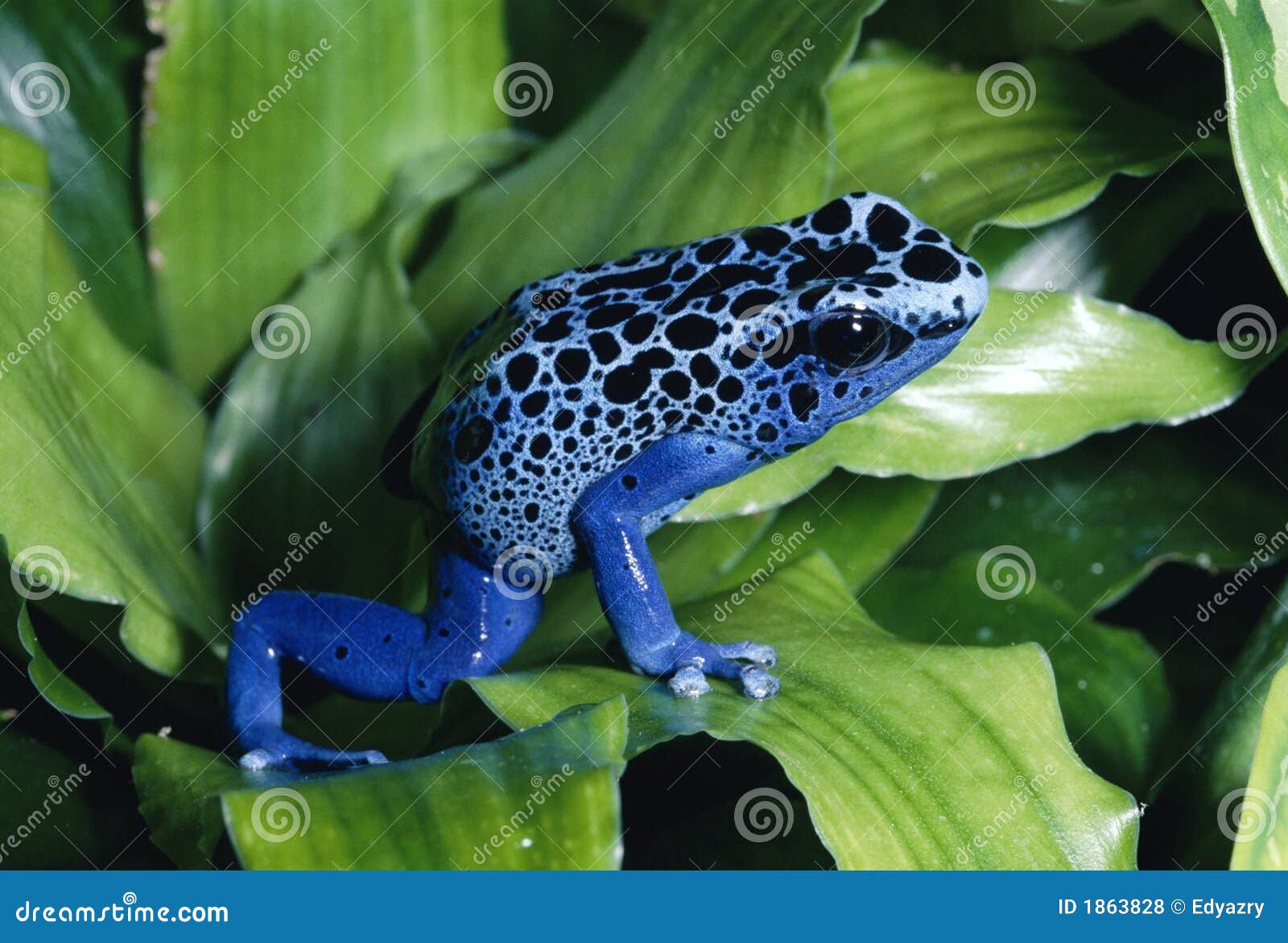 Rana Azul Del Dardo Del Veneno Foto de archivo - Imagen de verde, rana ...