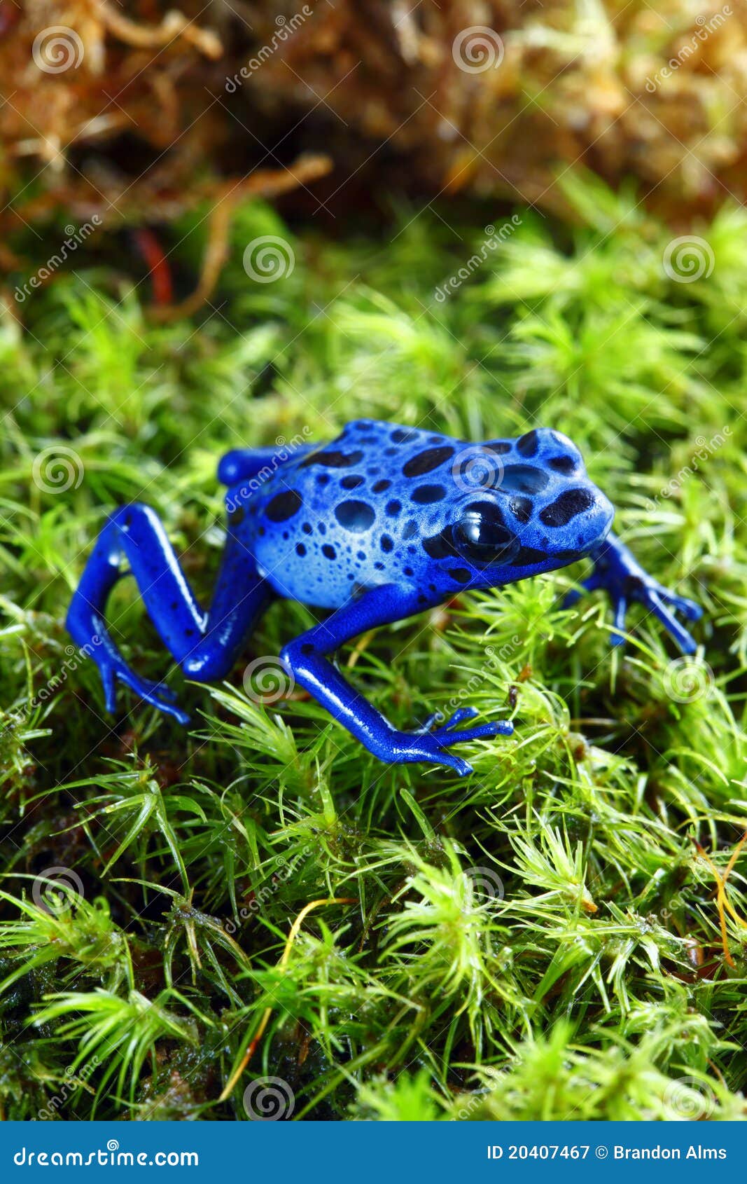 Rana Azul Del Dardo Del Veneno Imagen de archivo - Imagen de azul ...