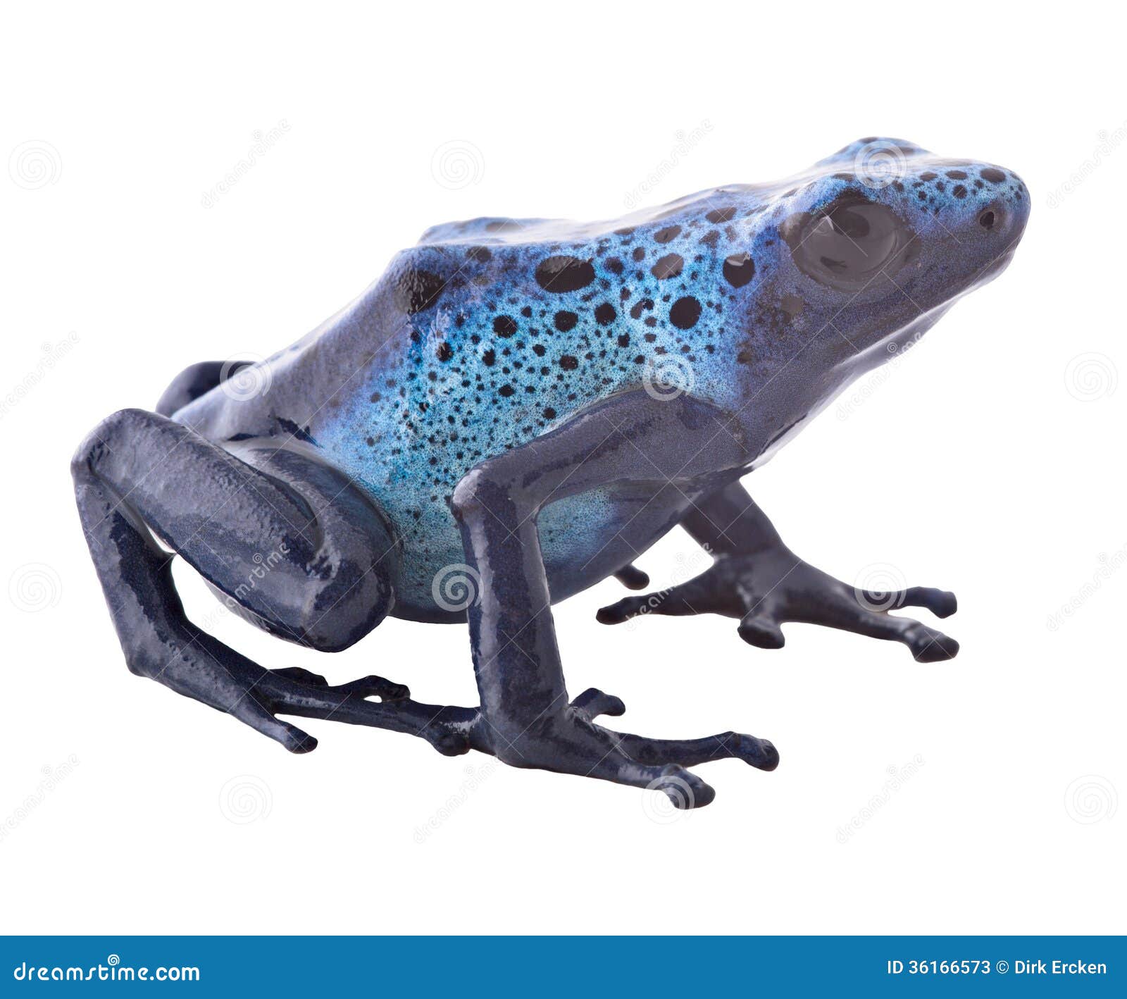 Rana azul del veneno imagen de archivo. Imagen de cubo - 36166573