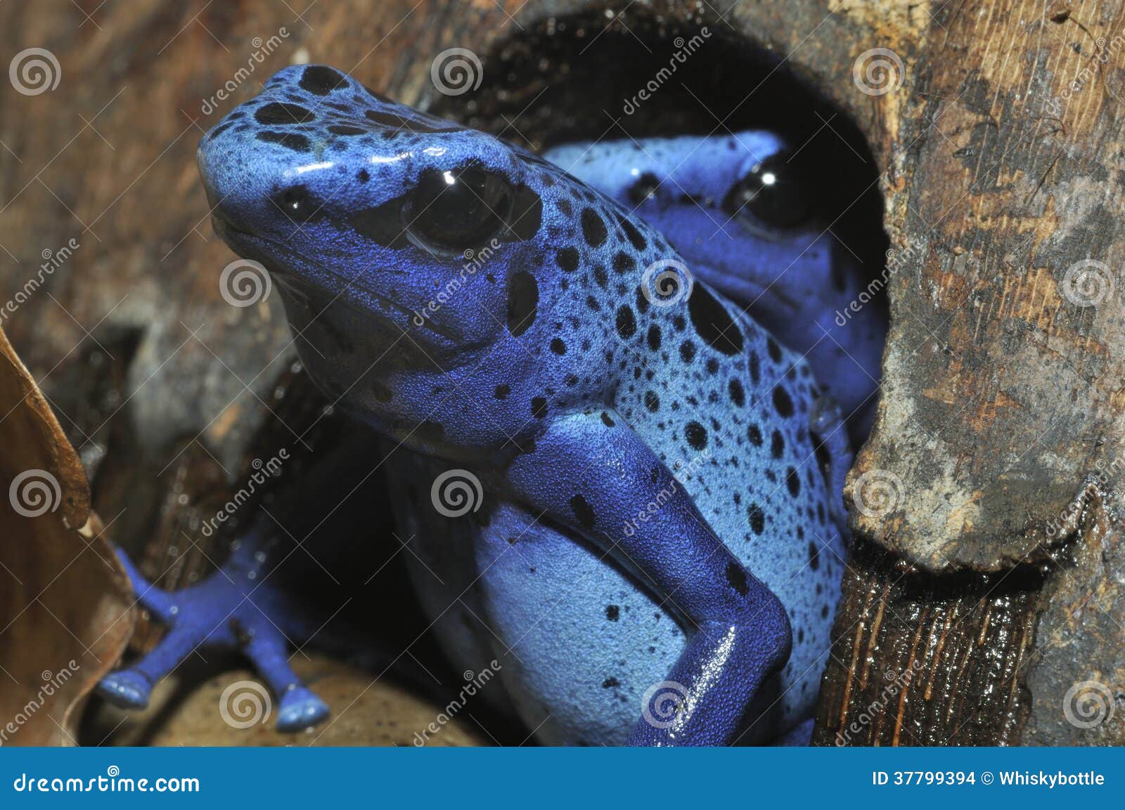 Rana azul del veneno foto de archivo. Imagen de cubo - 37799394