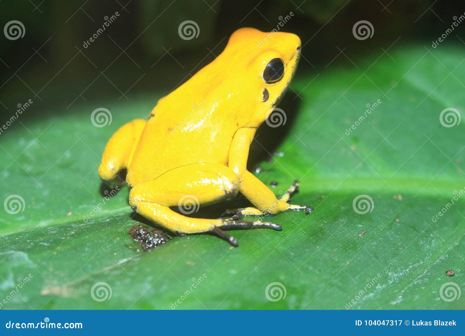 Rana bicolor del veneno imagen de archivo. Imagen de animal - 104047317