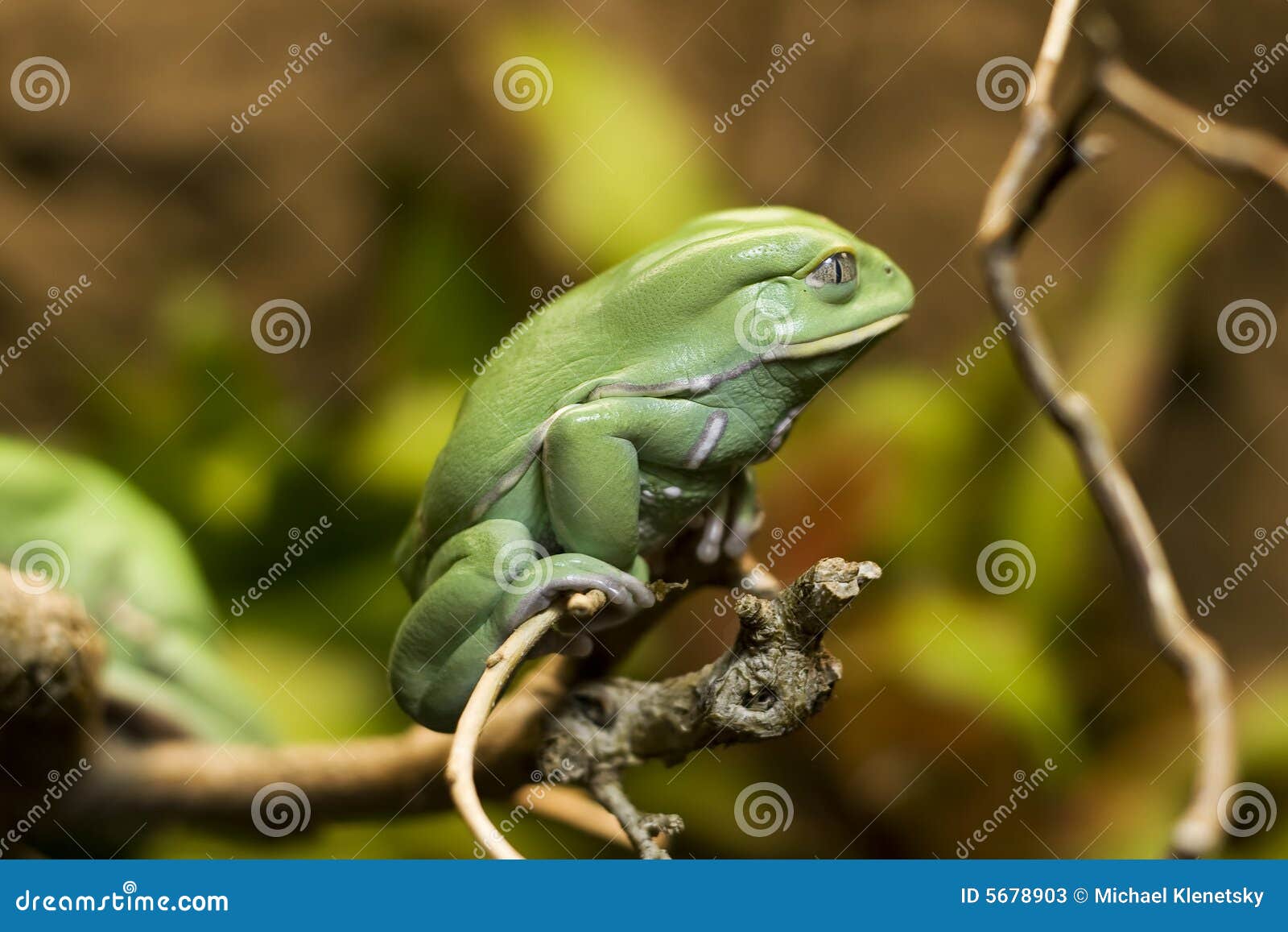 Rana cerosa del mono imagen de archivo. Imagen de nocturno - 5678903
