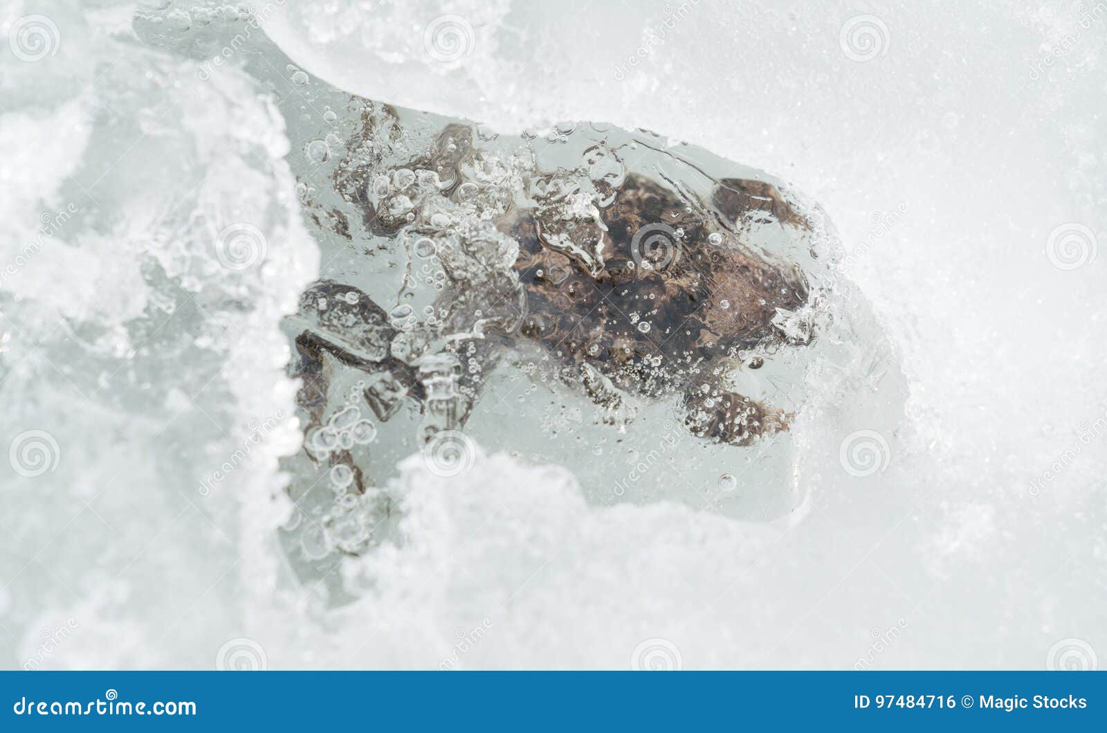 Rana congelada foto de archivo. Imagen de congelado, animal - 97484716