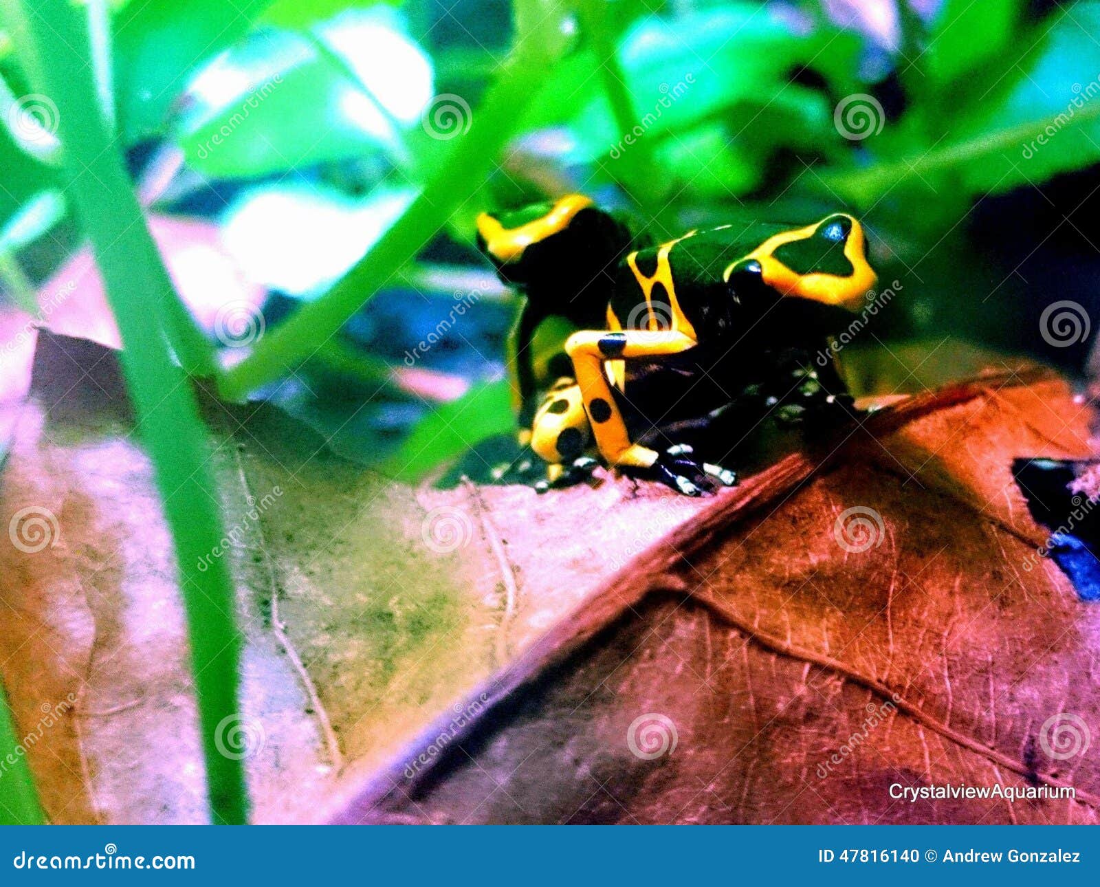 Rana Congregada Amarillo Del Dardo Del Veneno Foto de archivo - Imagen ...