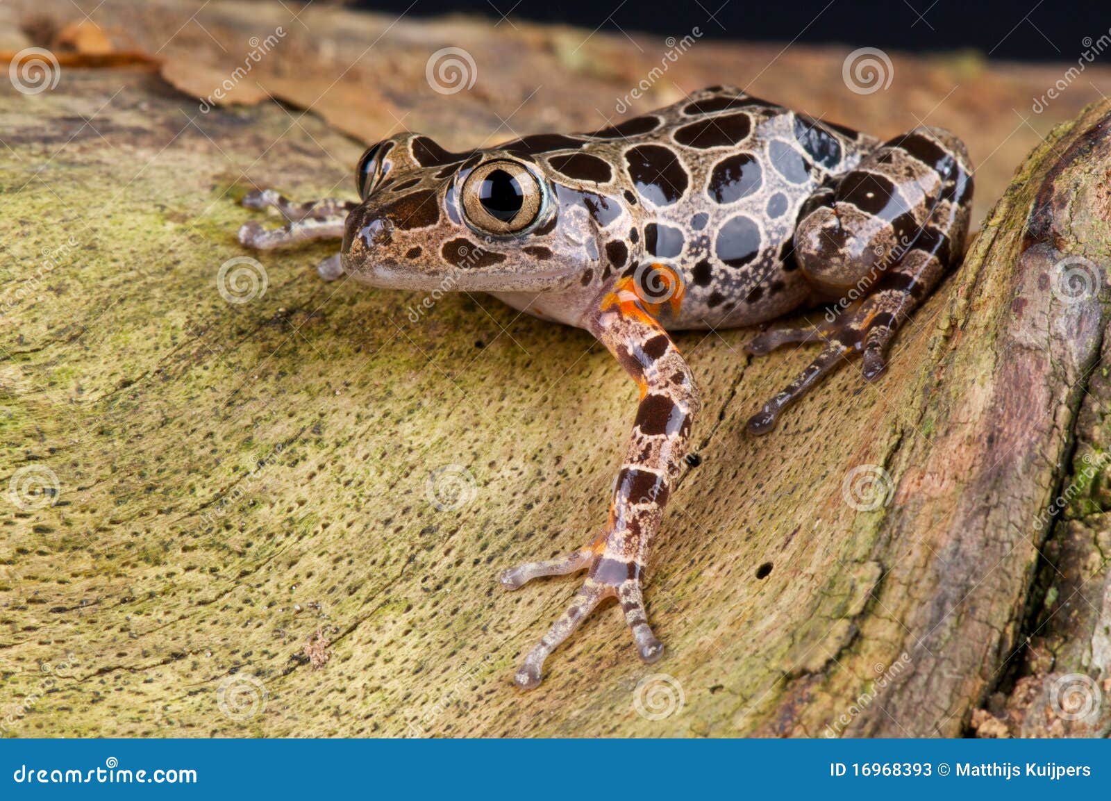 Rana Corriente De Patas Rojas Imagen de archivo - Imagen de corriendo ...