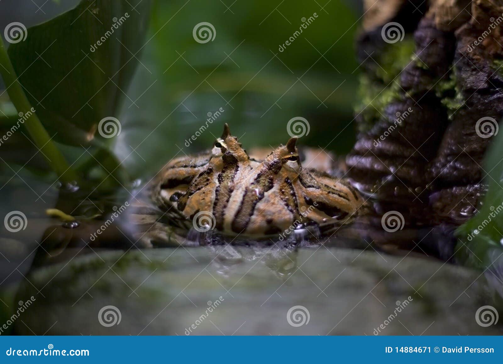 Rana De Cuernos Del Amazonas Imagen de archivo - Imagen de horned ...