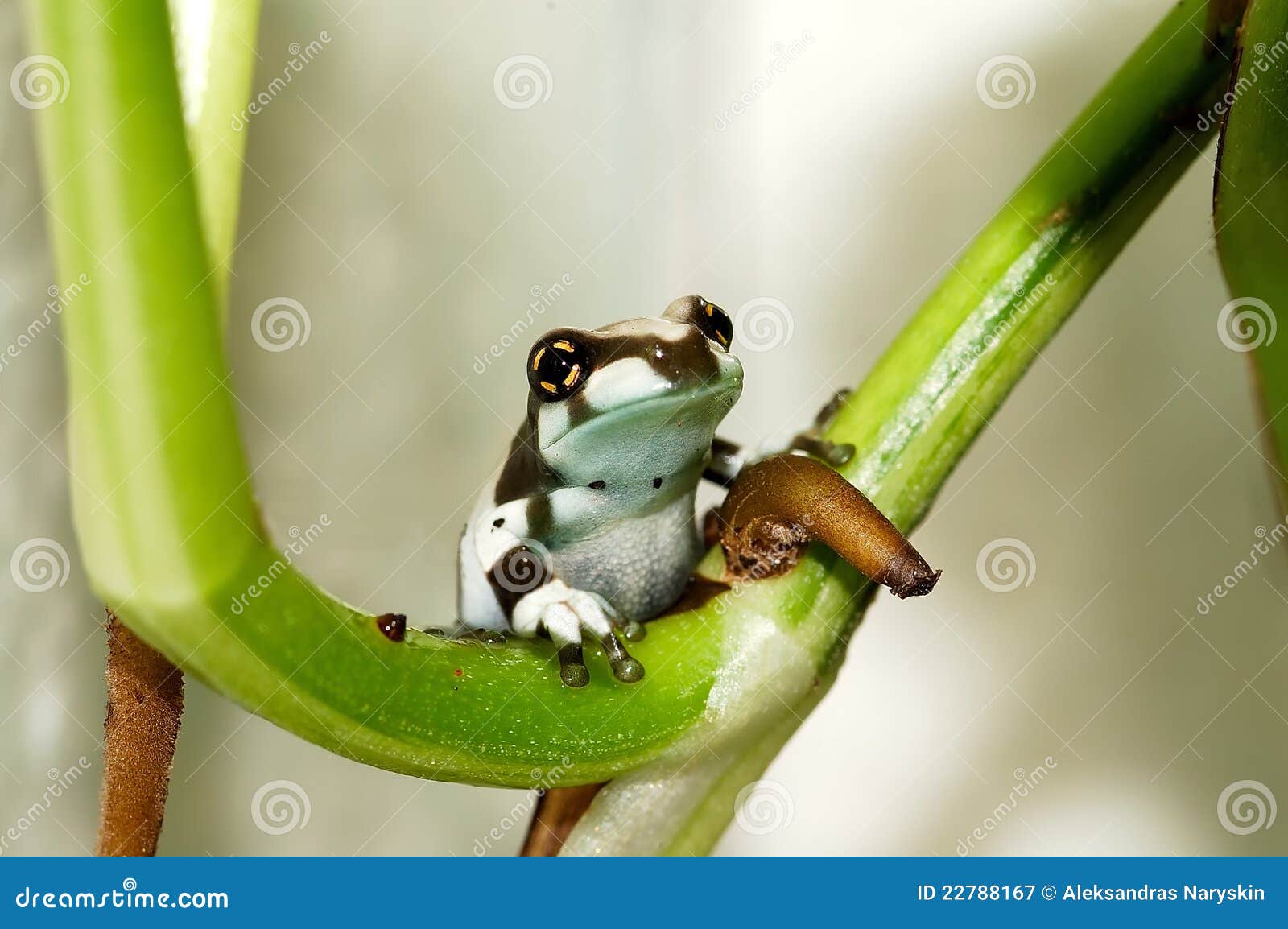 Rana De La Leche De Joung El Amazonas Imagen de archivo - Imagen de ...