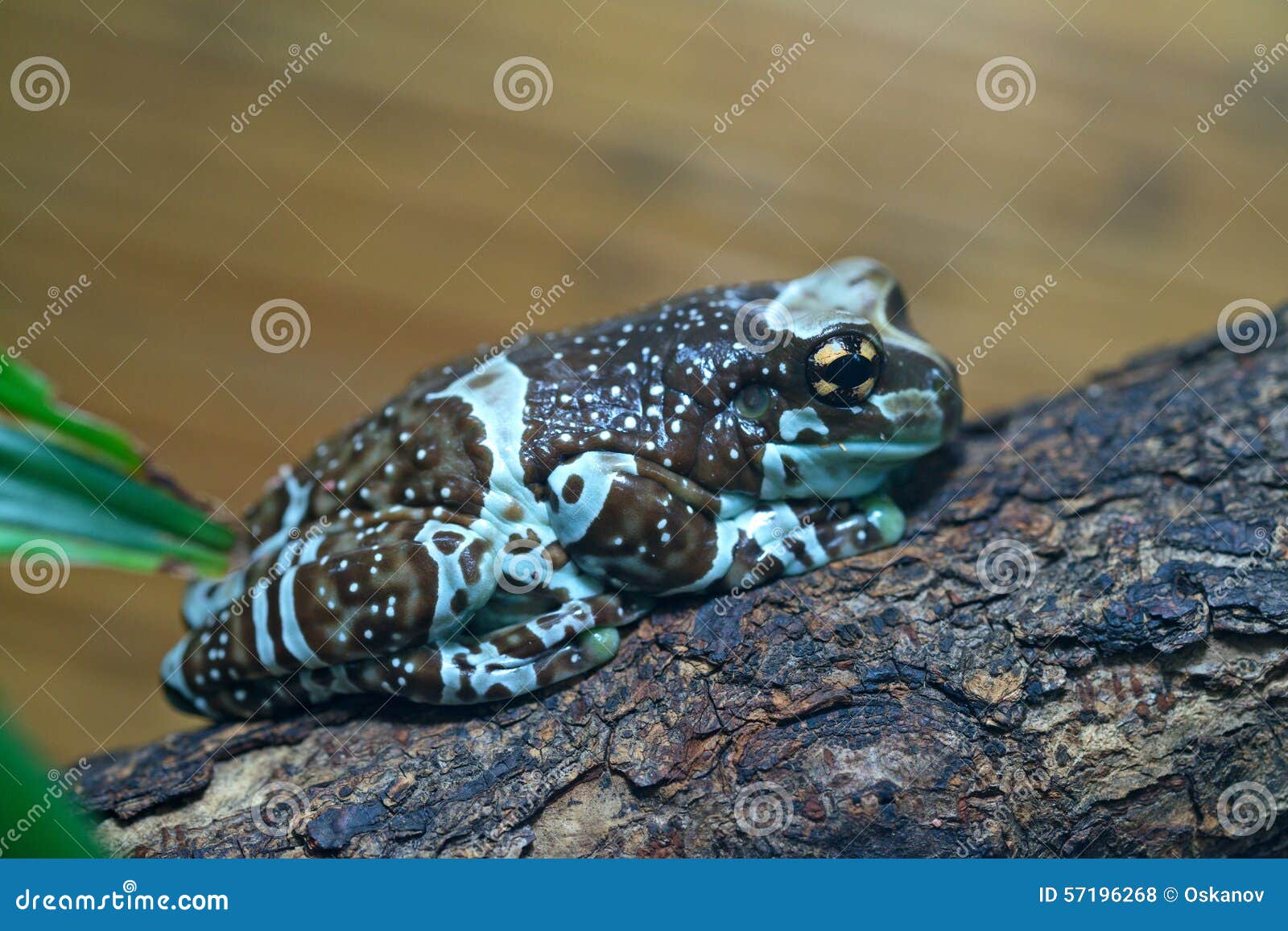 Rana De La Leche Del Amazonas Foto de archivo - Imagen de dorado, sapo ...