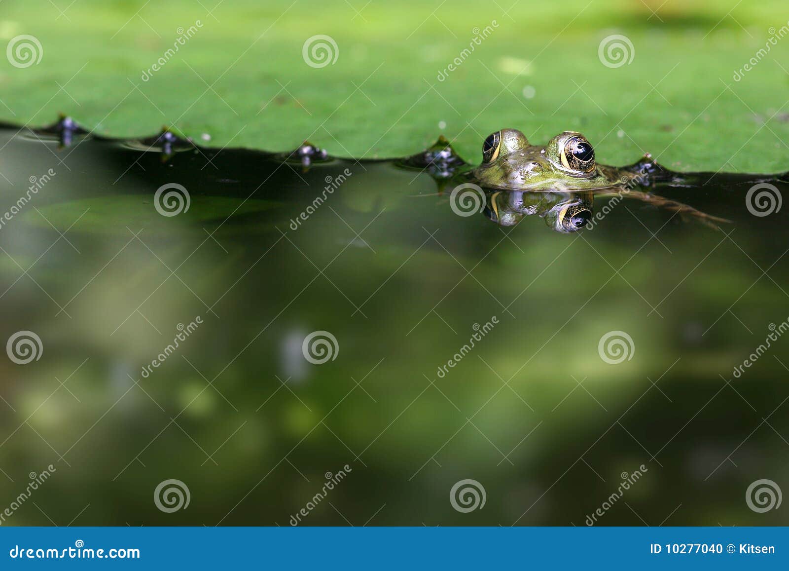 Rana de la mirada furtiva foto de archivo. Imagen de peinado - 10277040