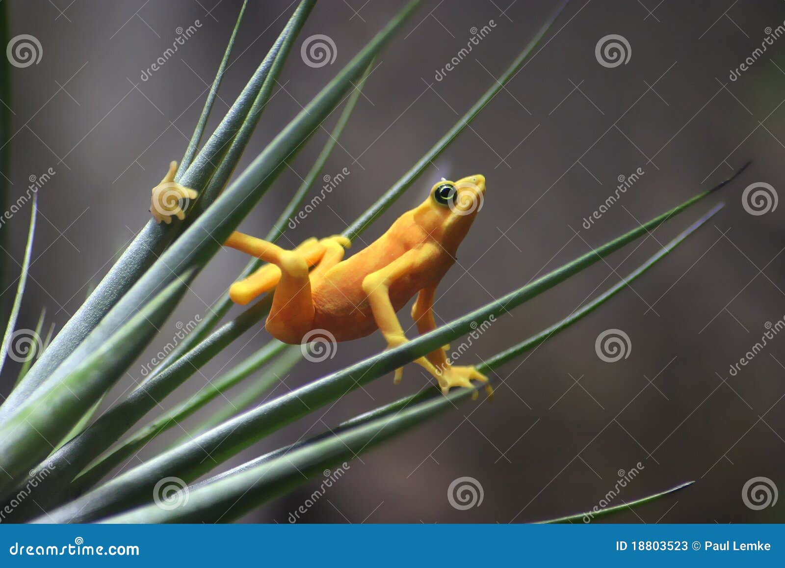 Rana de oro imagen de archivo. Imagen de rana, cierre - 18803523