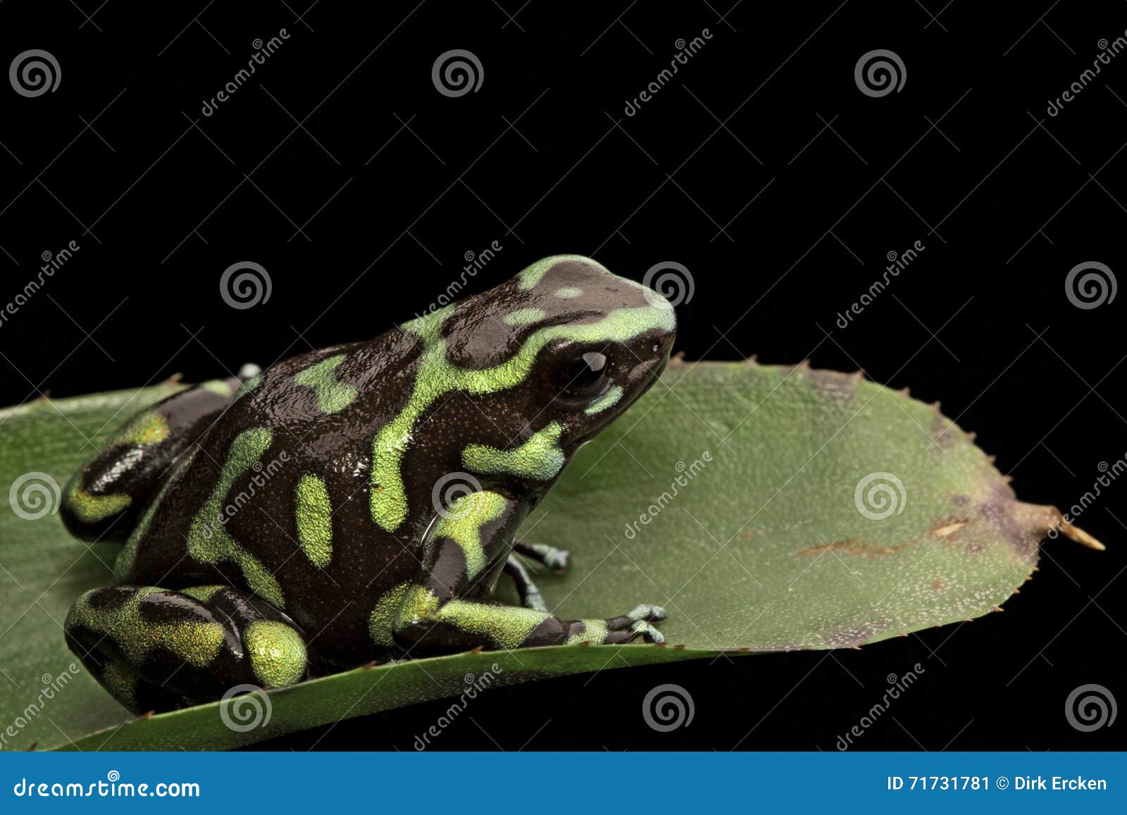 Rana De Oro Del Dardo Del Veneno Imagen de archivo - Imagen de tropical ...