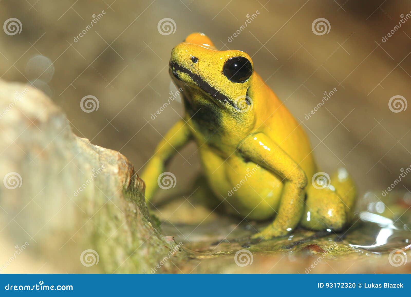 Rana de oro del veneno foto de archivo. Imagen de cubo - 93172320