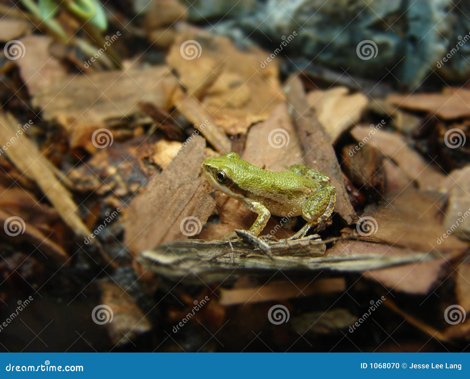 Rana del bebé foto de archivo. Imagen de criatura, salamandra - 1068070