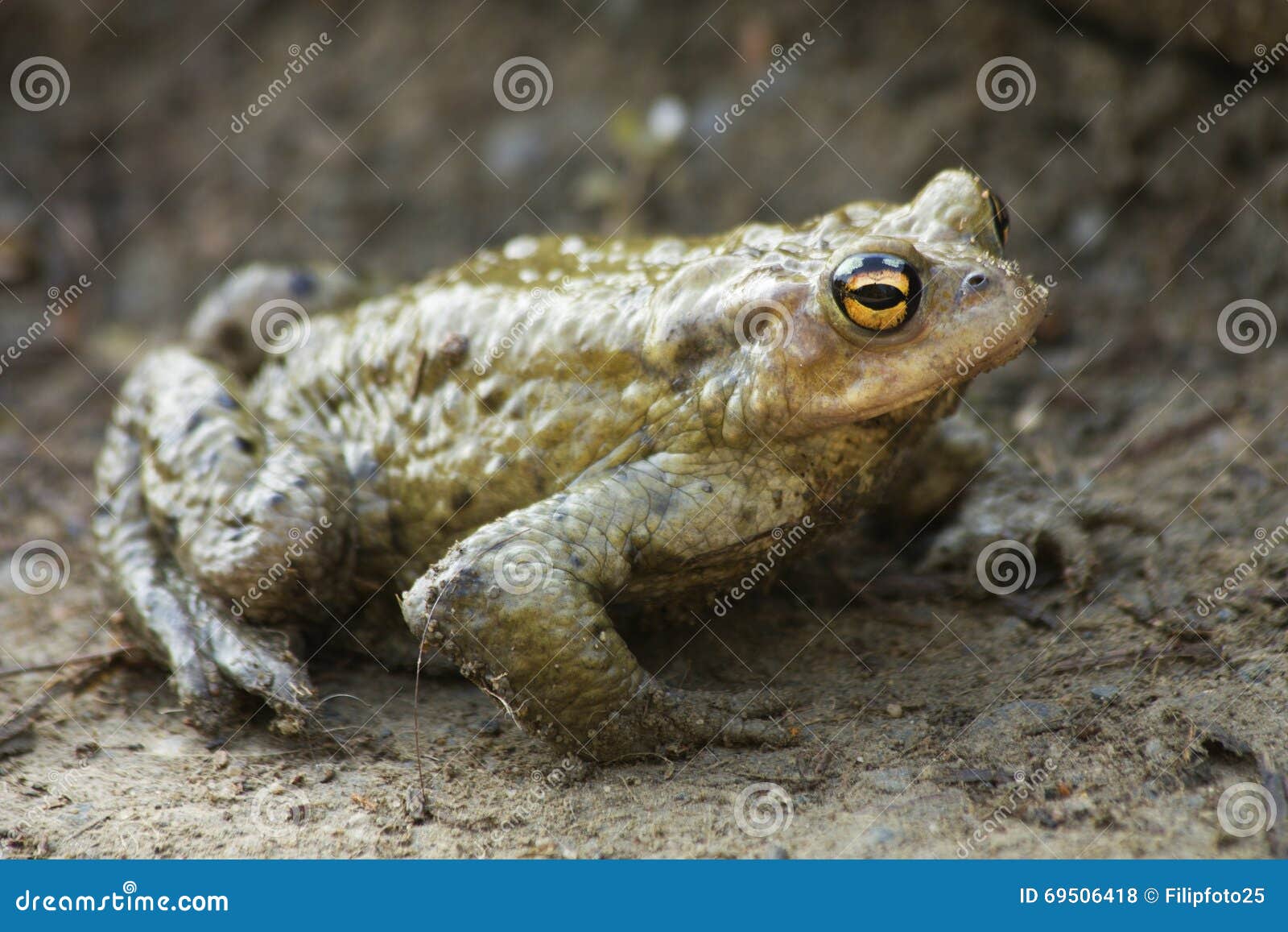Rana del bufo de Bufo foto de archivo. Imagen de fondo - 69506418
