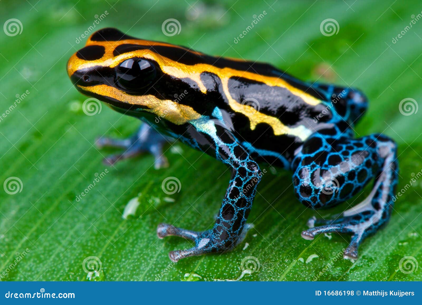 Rana del dardo del Amazon fotografia stock. Immagine di pets - 16686198