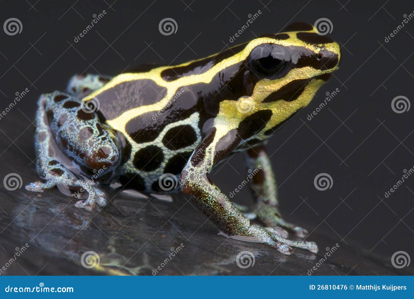 Rana del dardo del Amazon fotografia stock. Immagine di rana - 26810476