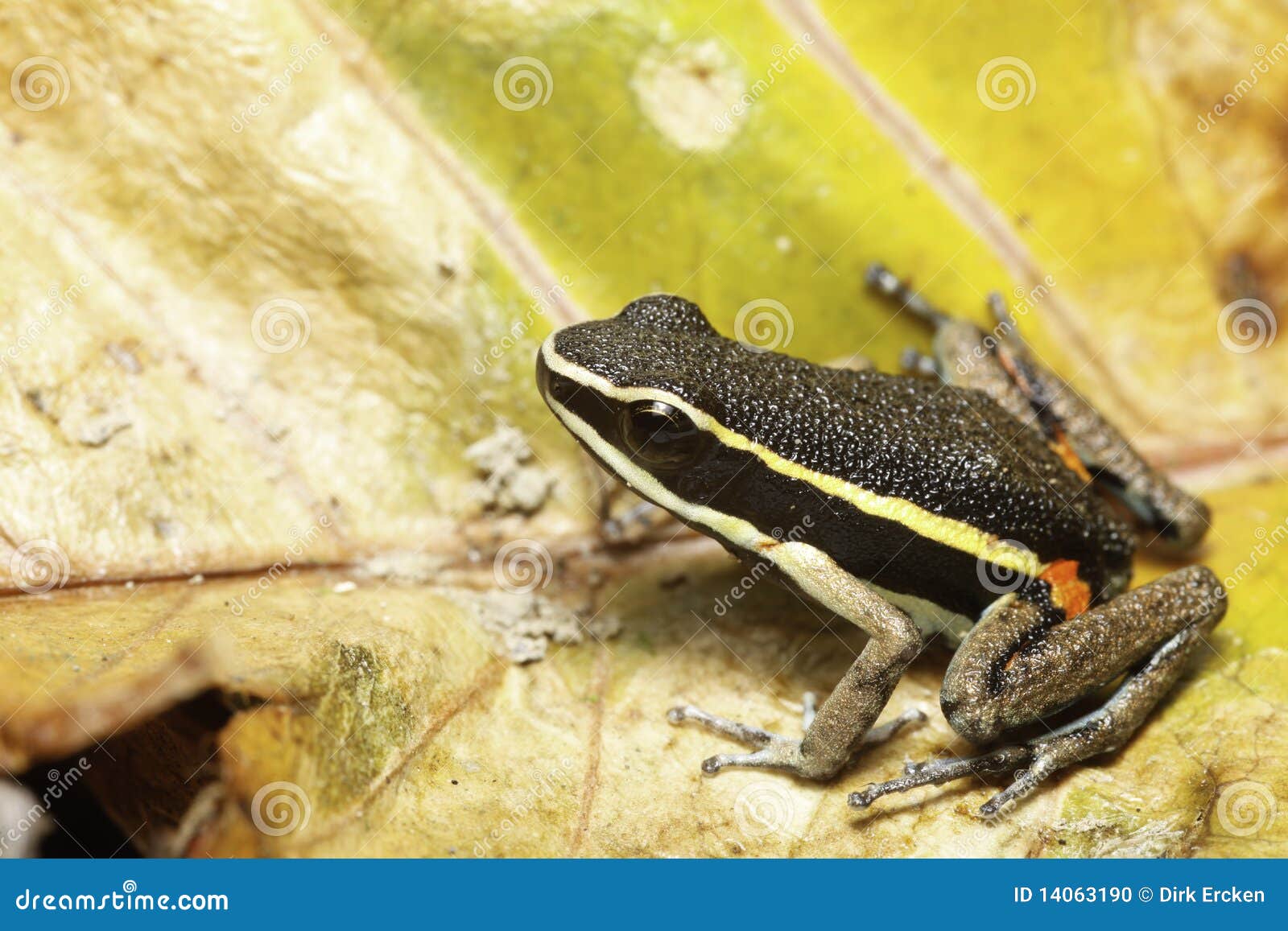 Rana del dardo del veneno foto de archivo. Imagen de veneno - 14063190