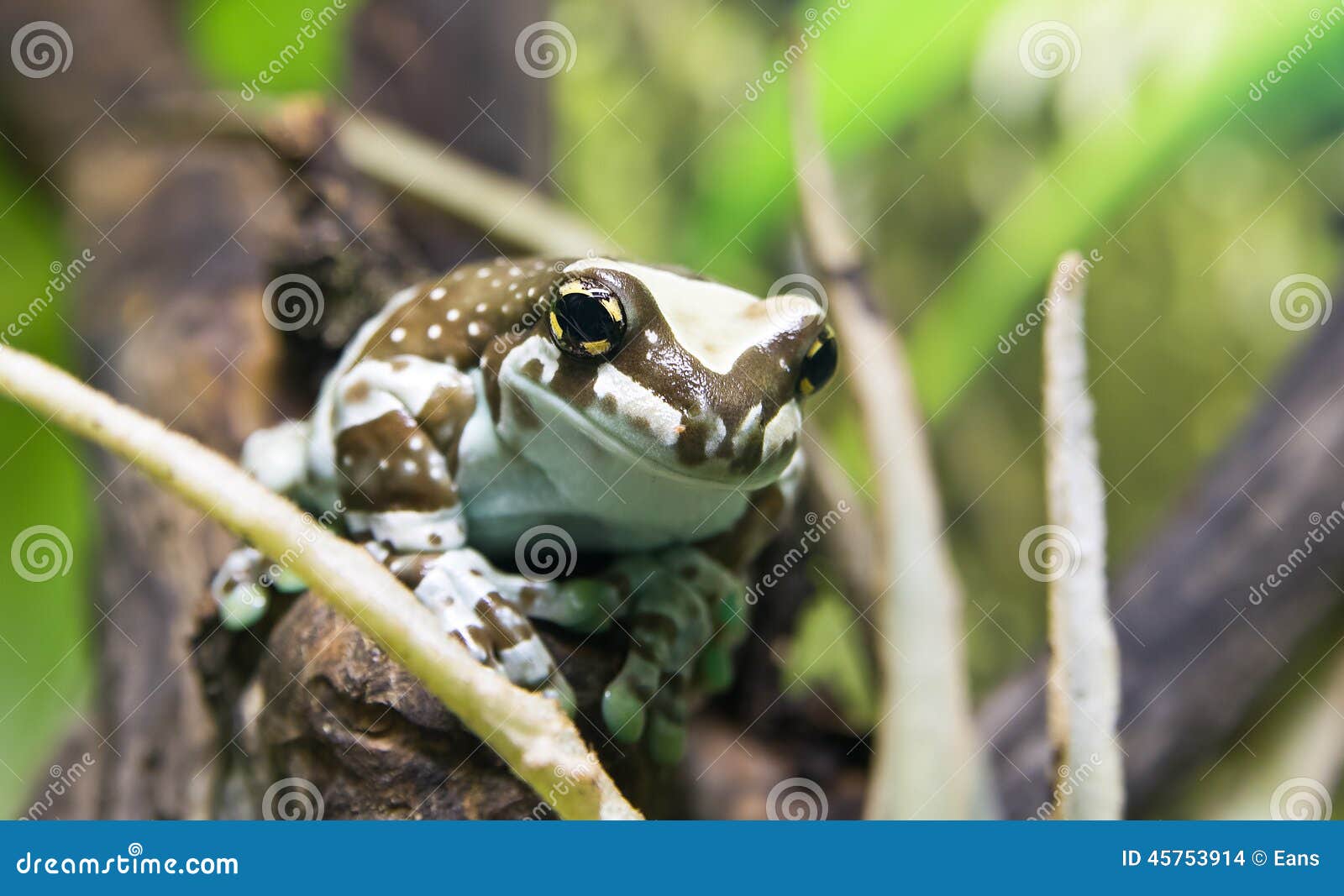 Rana del latte di Amazon fotografia stock. Immagine di piccolo - 45753914