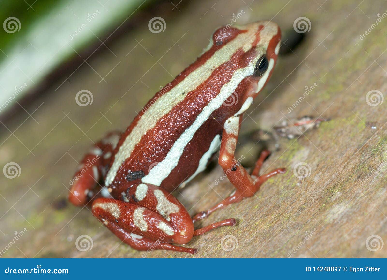Rana del veneno imagen de archivo. Imagen de cubo, veneno - 14248897