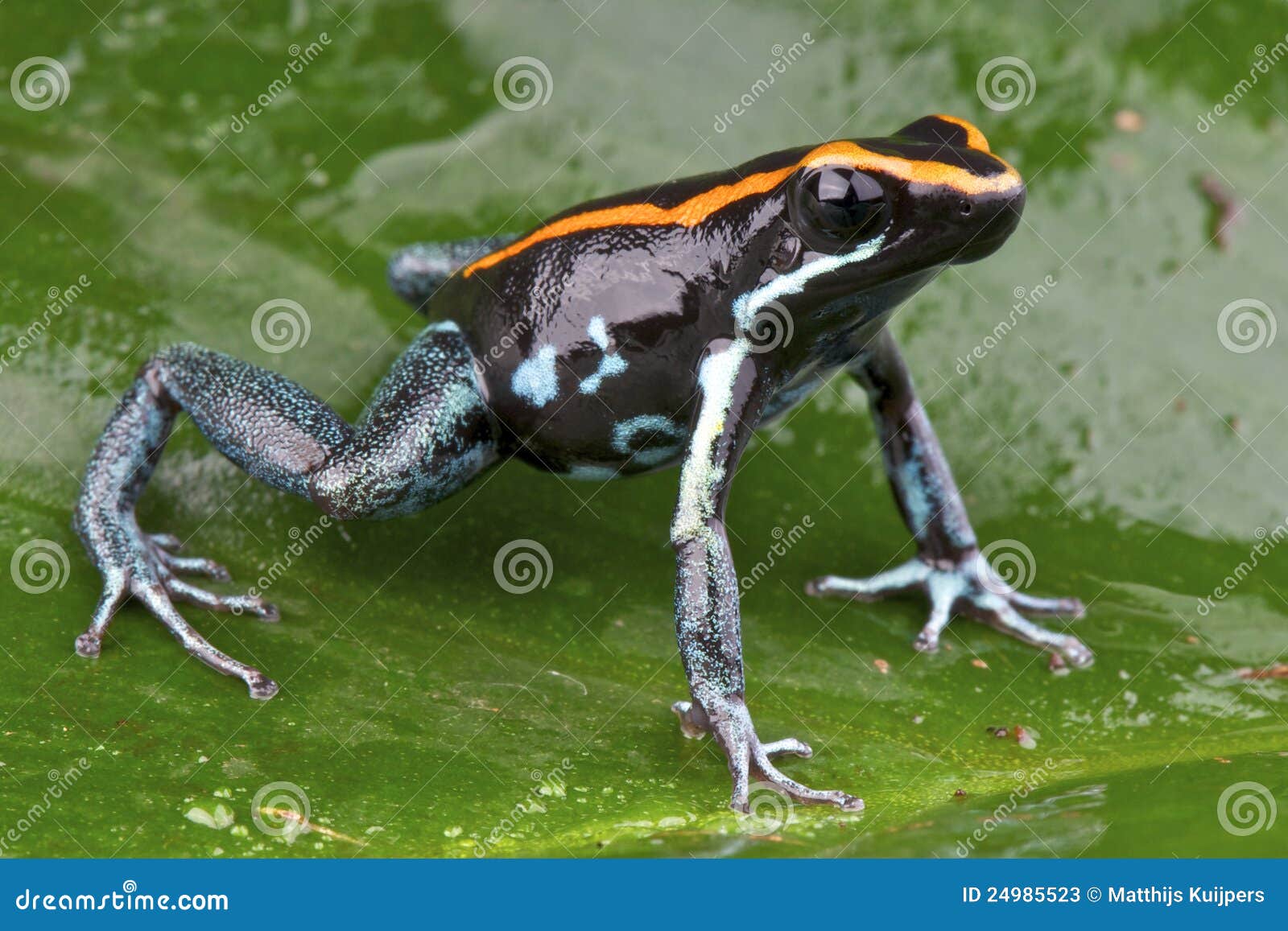 Rana del veneno imagen de archivo. Imagen de mascotas - 24985523