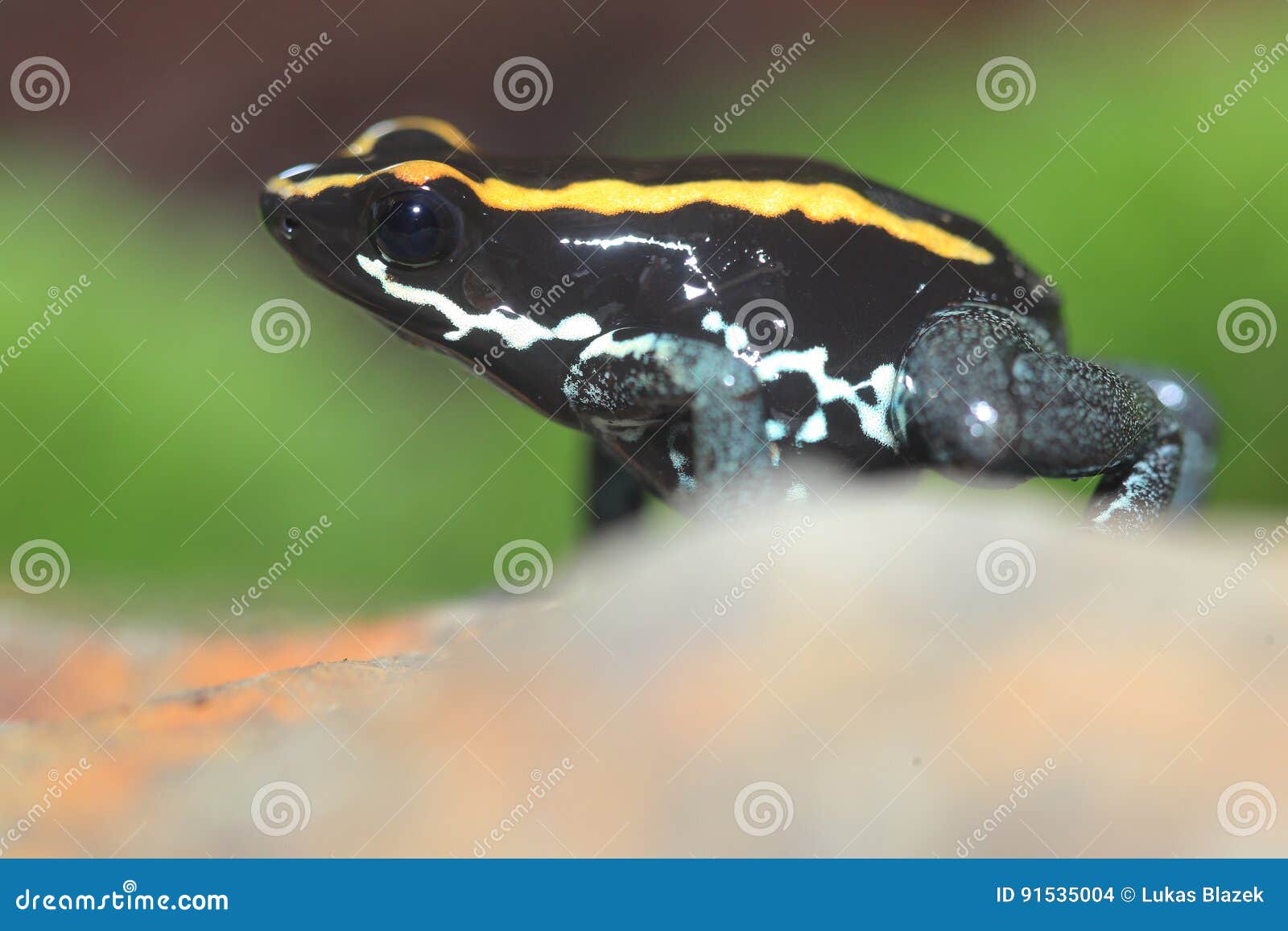 Rana Del Veneno De Golfodulcean Foto de archivo - Imagen de veneno ...