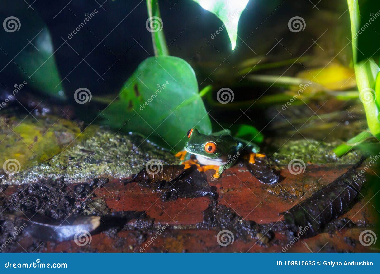 Rana en Costa Rica imagen de archivo. Imagen de animal - 108810635