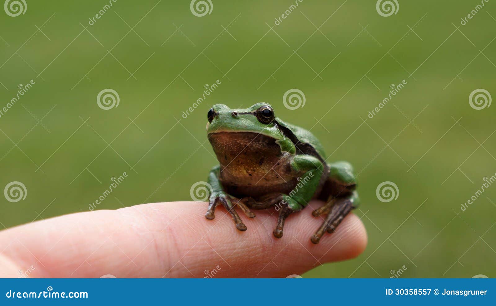 Rana en el finger imagen de archivo. Imagen de verde - 30358557