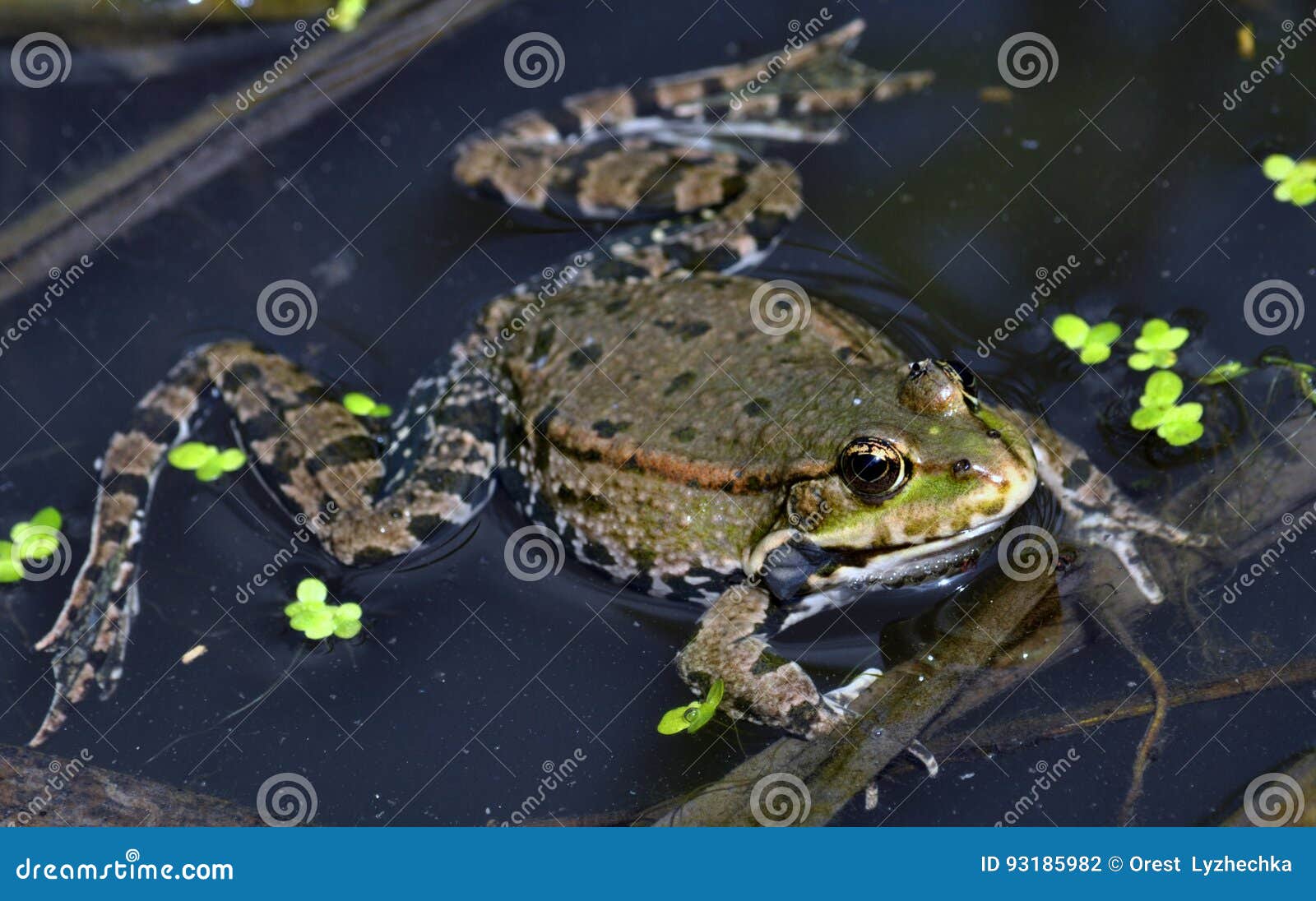 Rana en el river_13 foto de archivo. Imagen de cubo, travieso - 93185982