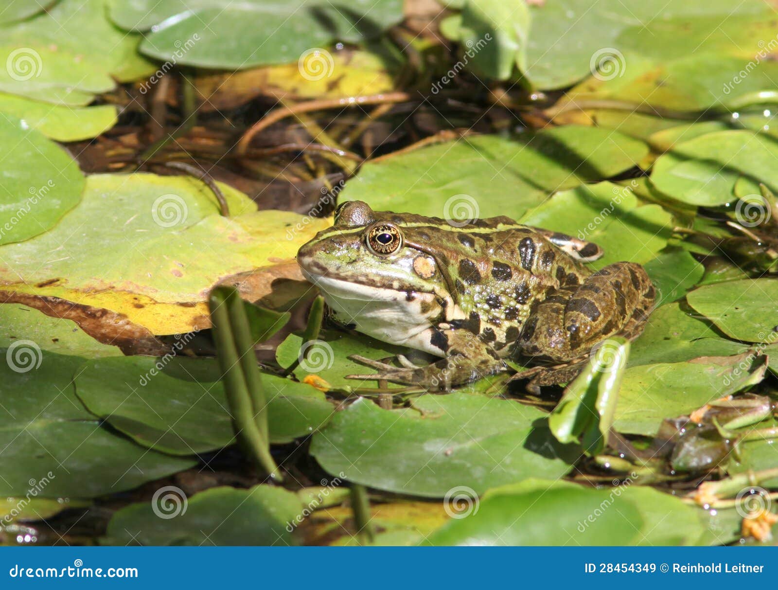 Rana en la charca imagen de archivo. Imagen de anfibio - 28454349
