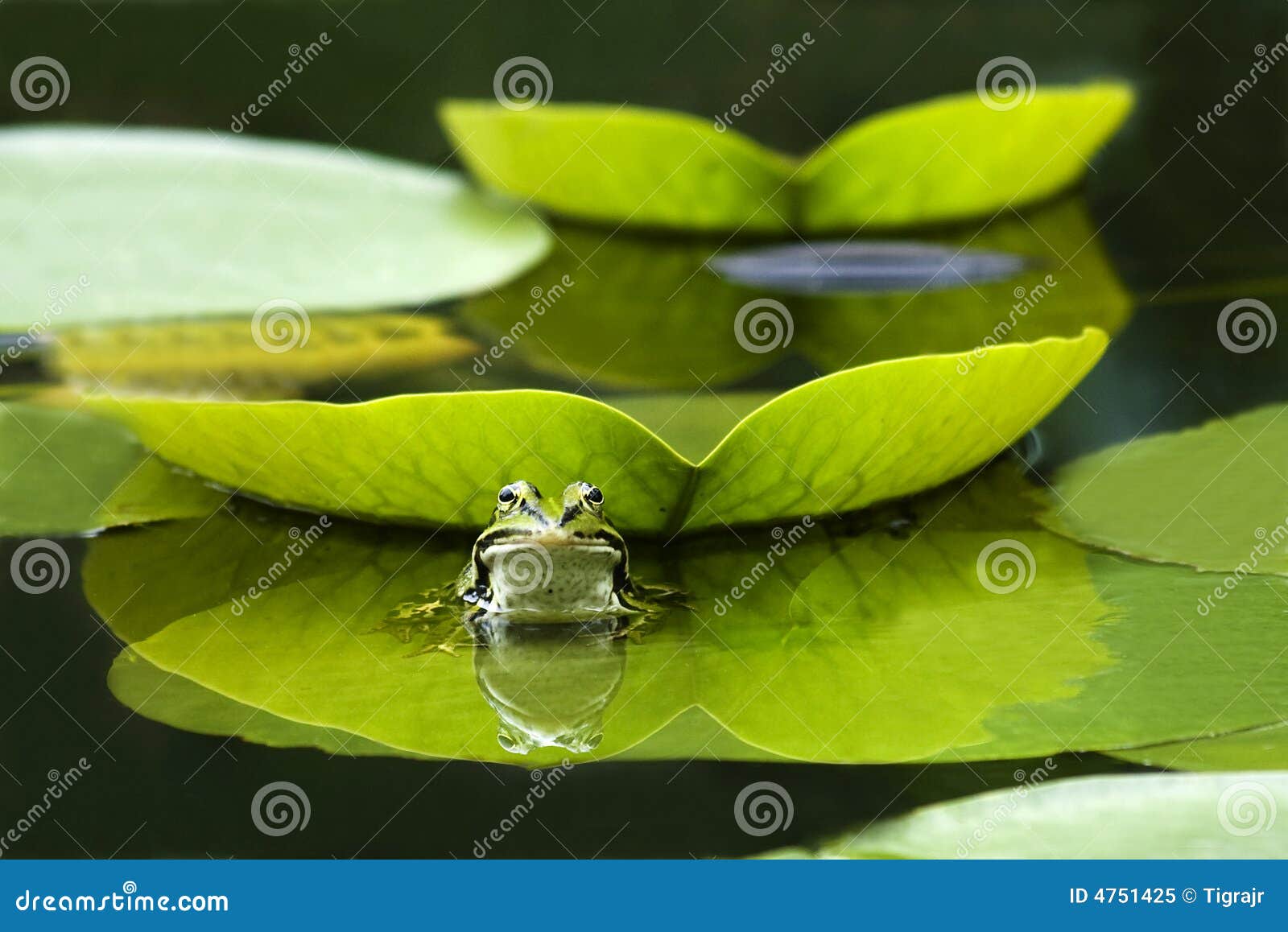 Rana en la hoja imagen de archivo. Imagen de sombra, anfibio - 4751425