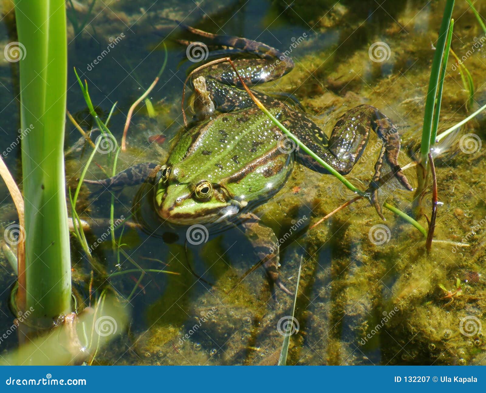 Rana en una charca imagen de archivo. Imagen de anfibio - 132207