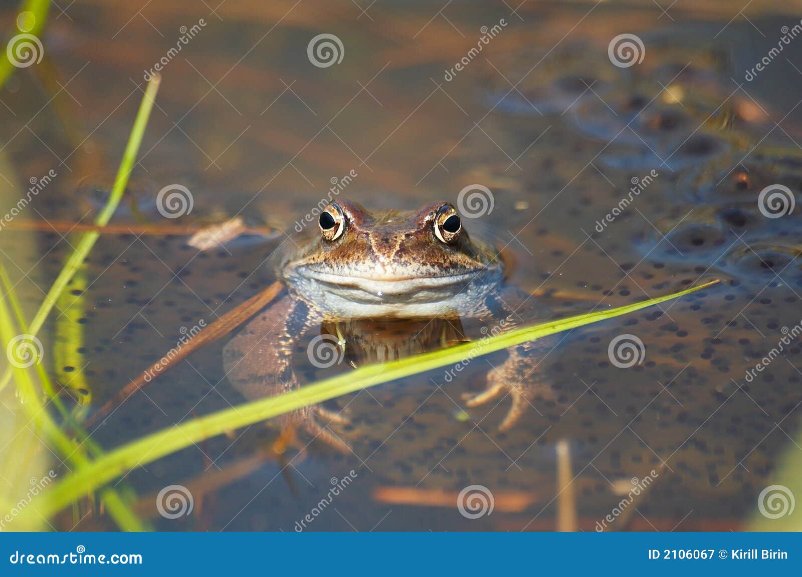 Rana en una charca imagen de archivo. Imagen de charcas - 2106067