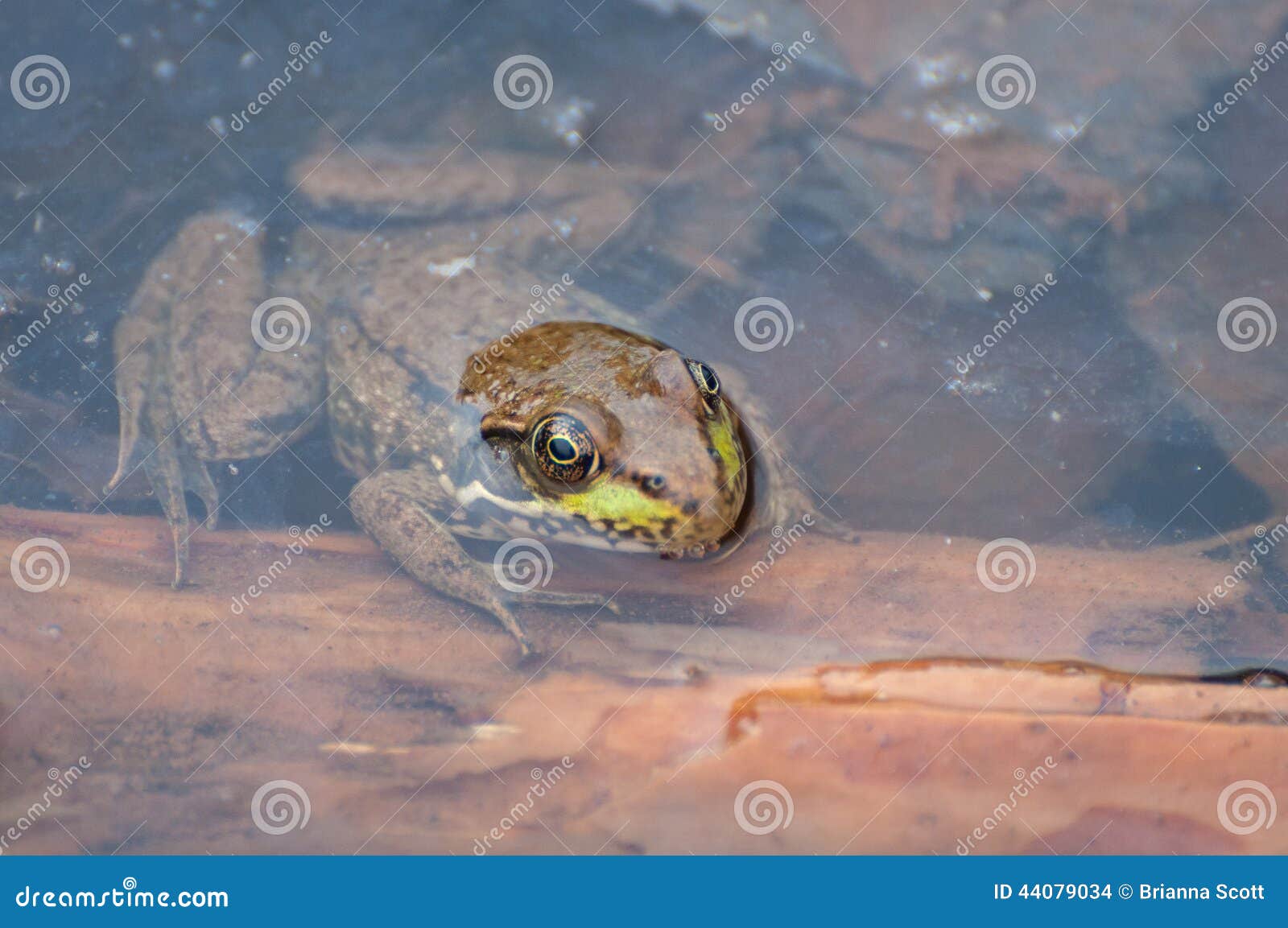 Rana en una charca foto de archivo. Imagen de perfil - 44079034
