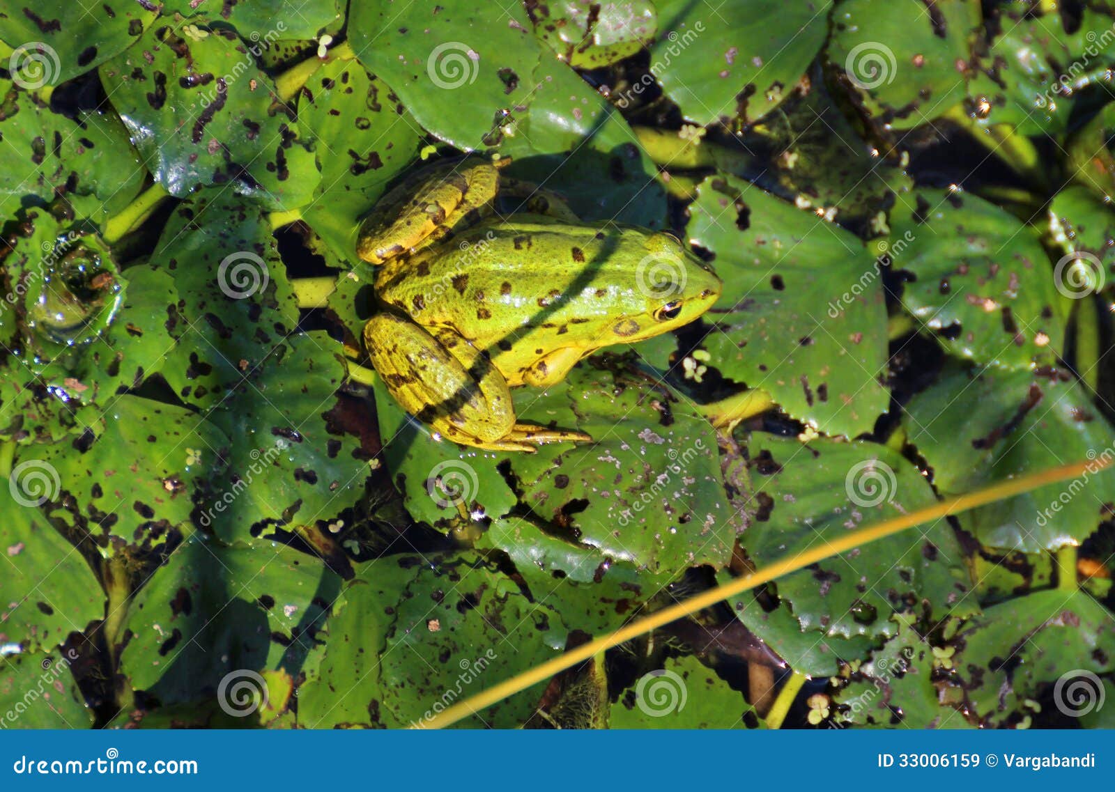 Rana en una hoja imagen de archivo. Imagen de macro, travieso - 33006159