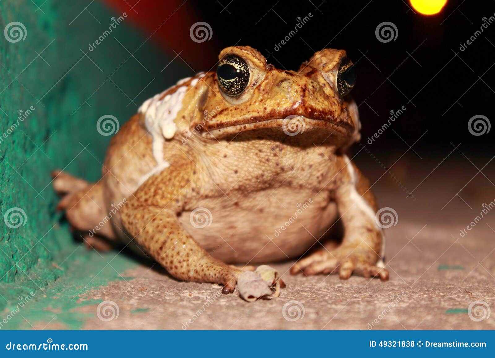 Rana gigante foto de archivo. Imagen de perfecto, fauna - 49321838