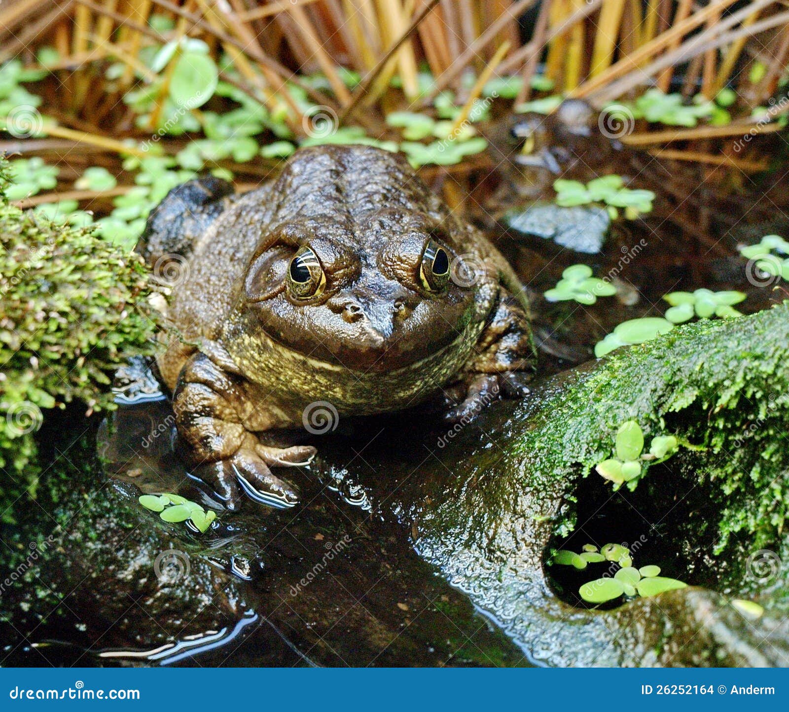 Rana grande foto de archivo. Imagen de espacio, ambiente - 26252164
