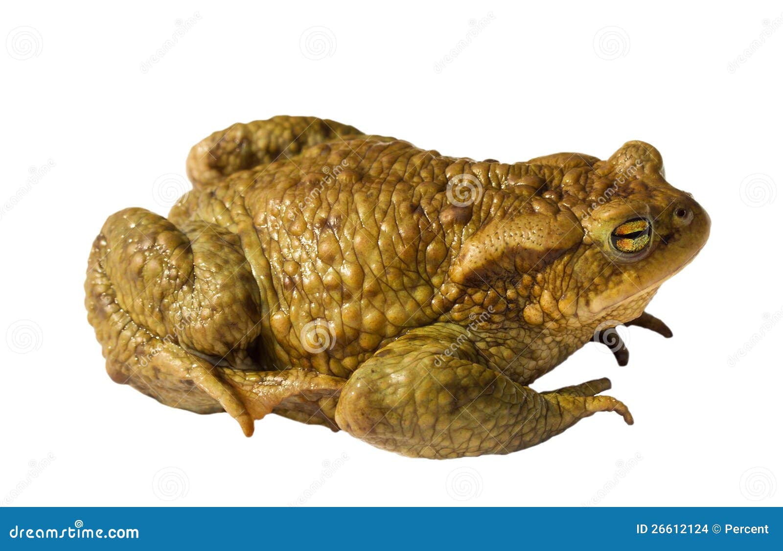 Rana grande foto de archivo. Imagen de tiro, macro, fauna - 26612124