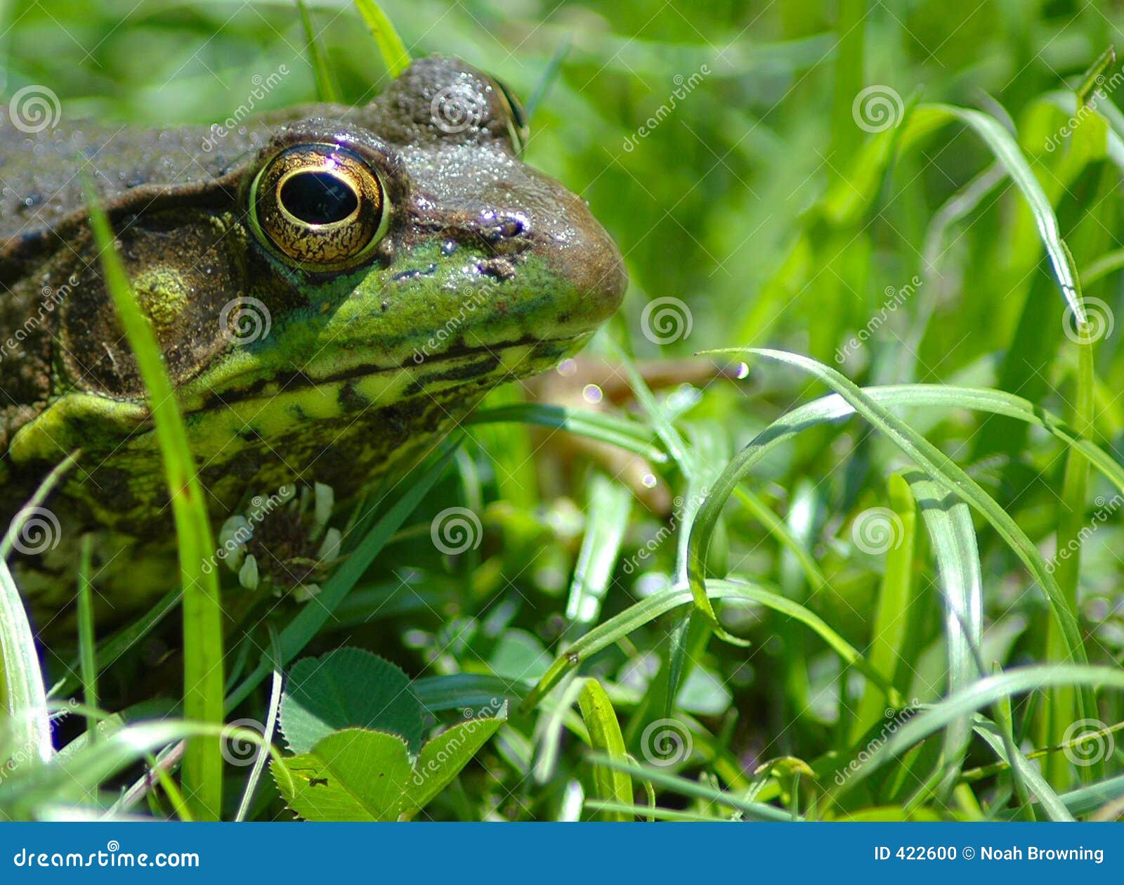 Rana I foto de archivo. Imagen de anfibio, charcas, charca - 422600