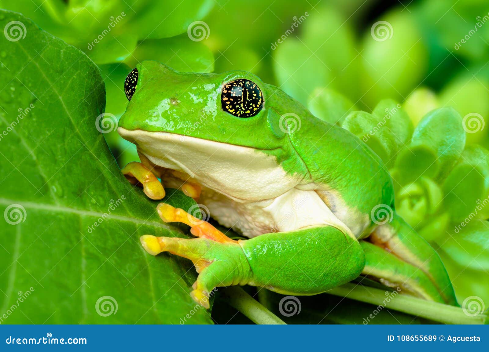 Rana mexicana de la hoja imagen de archivo. Imagen de tropical - 108655689