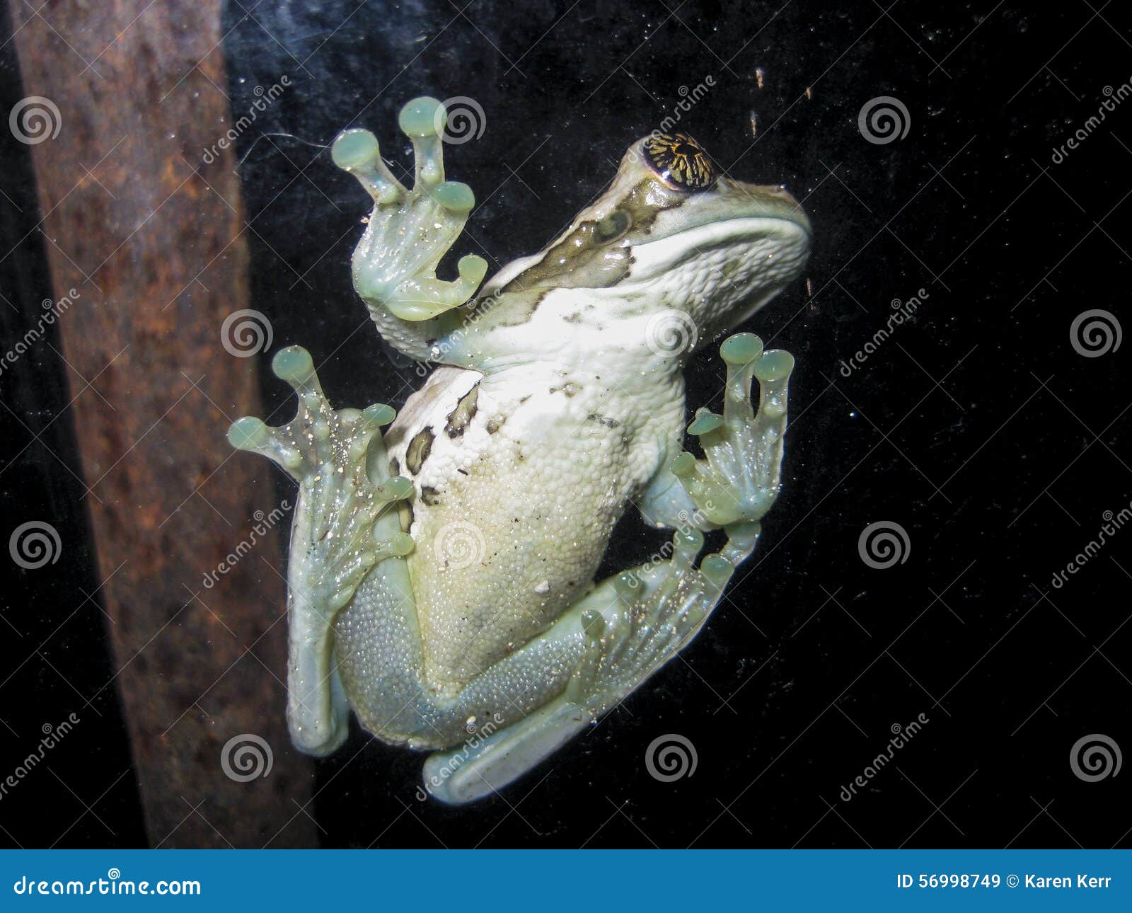 Rana pegada a una ventana imagen de archivo. Imagen de puntas - 56998749