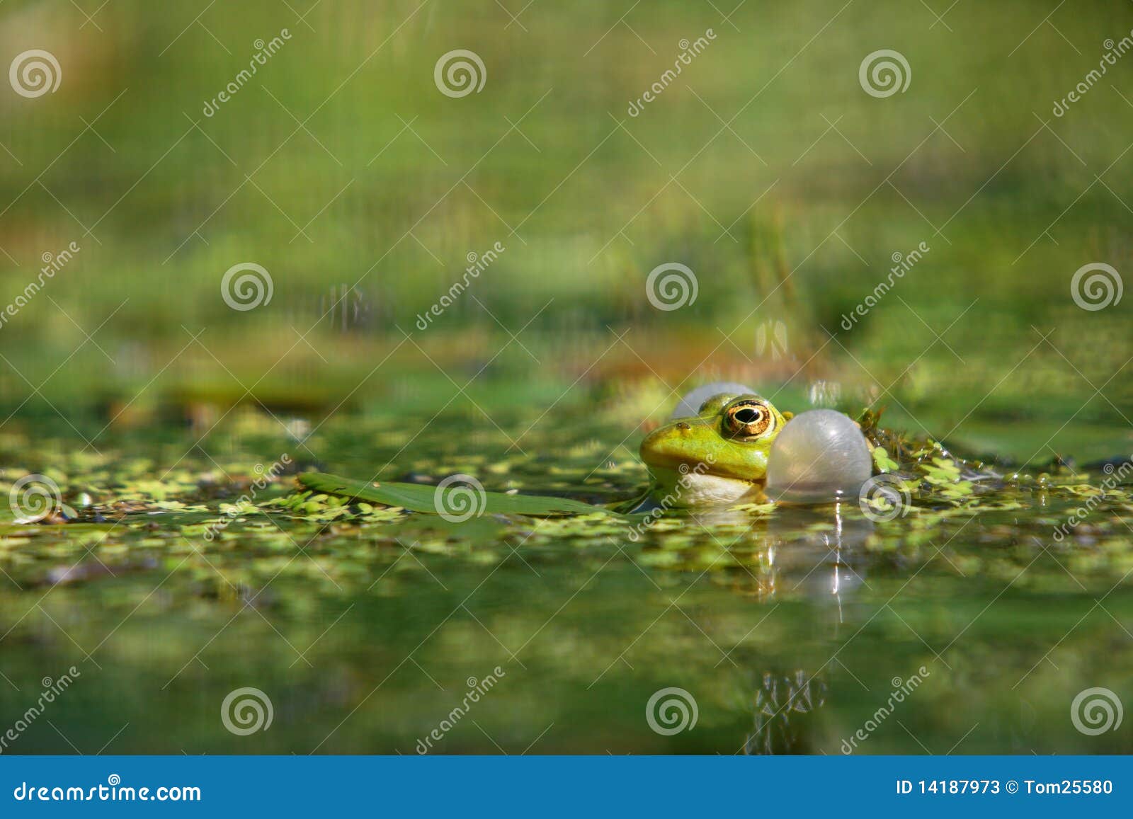 Rana Que Canta En La Charca Imagen de archivo - Imagen de agua, canto ...