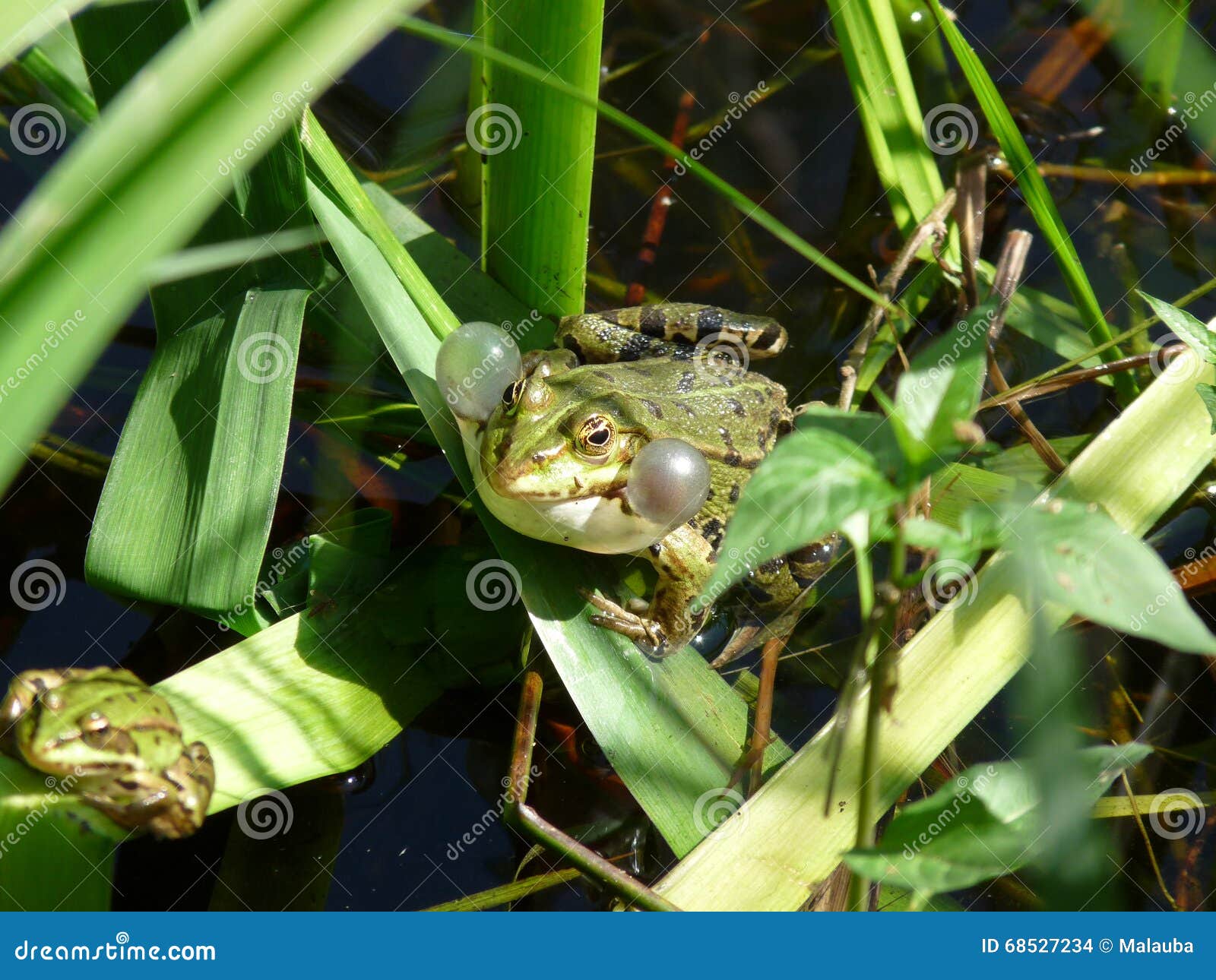 Rana que comienza a croar foto de archivo. Imagen de croar - 68527234
